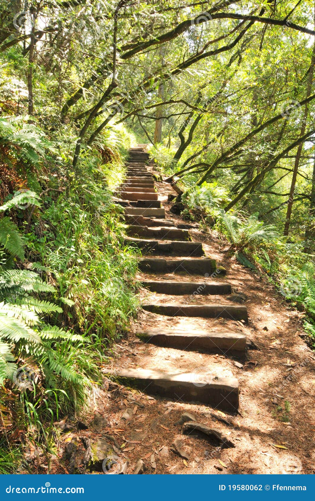Wood Steps Up a Hill in the Woods Stock Photo - Image of trail, path ...