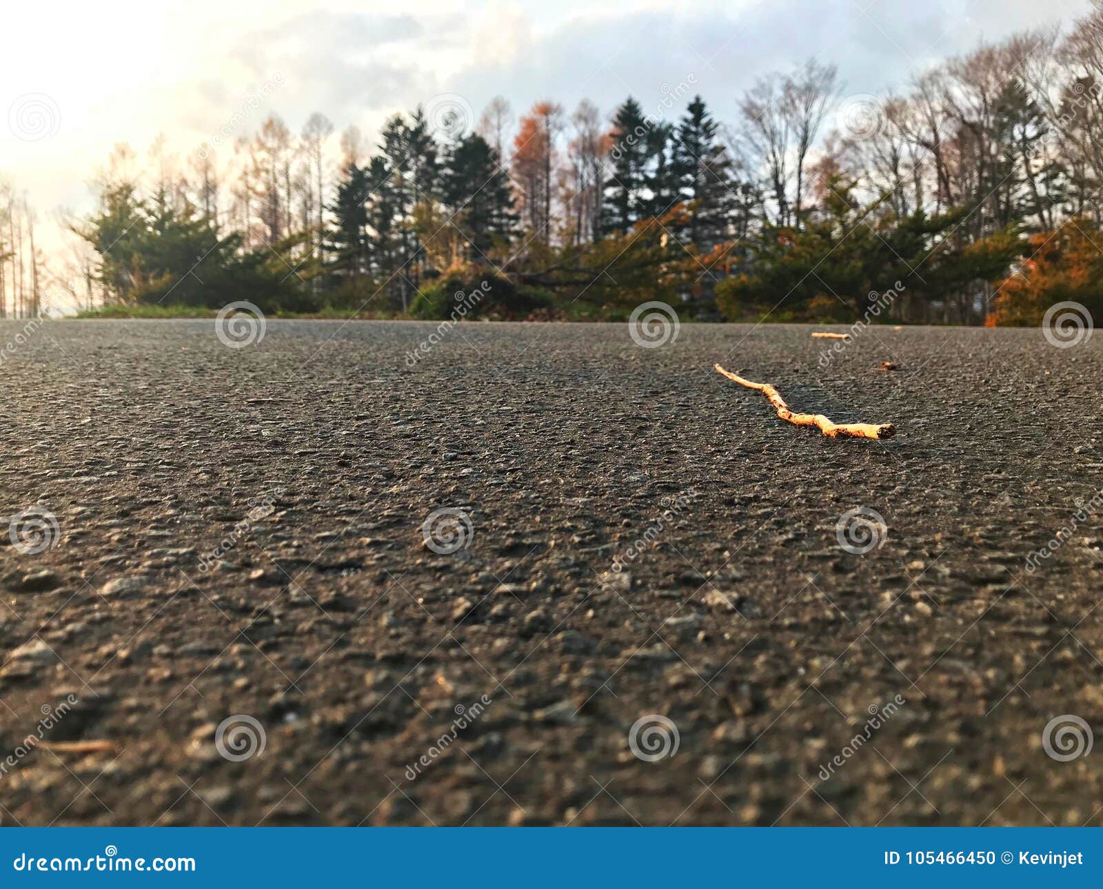 A wood stick on the ground stock photo. Image of nature - 105466450