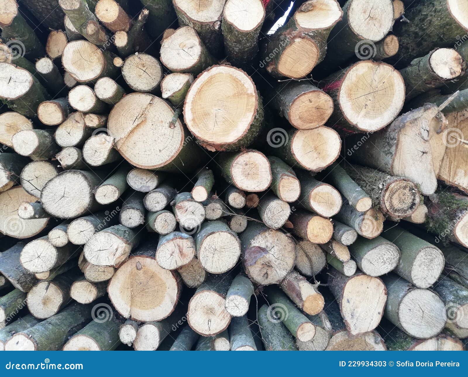 Wood sticks in the forest stock image. Image of sticks - 229934303