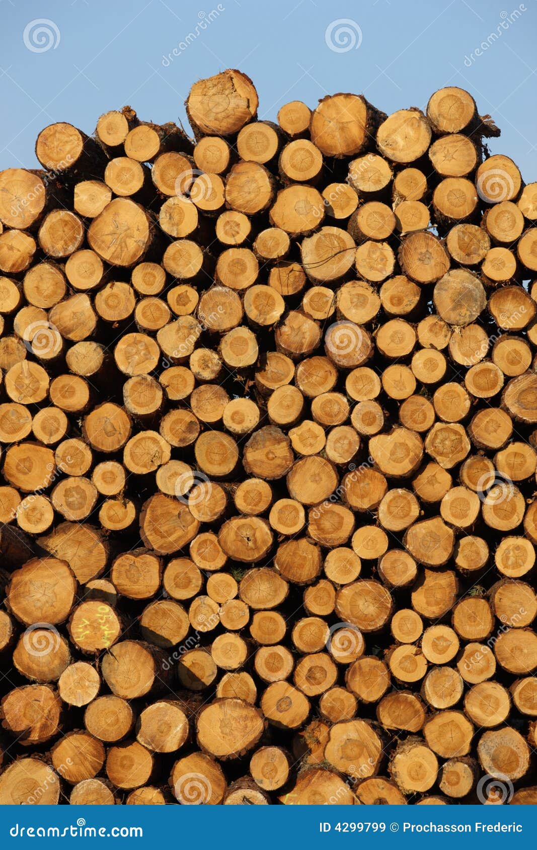Wood stock stock image. Image of environment, coupe, stump - 4299799