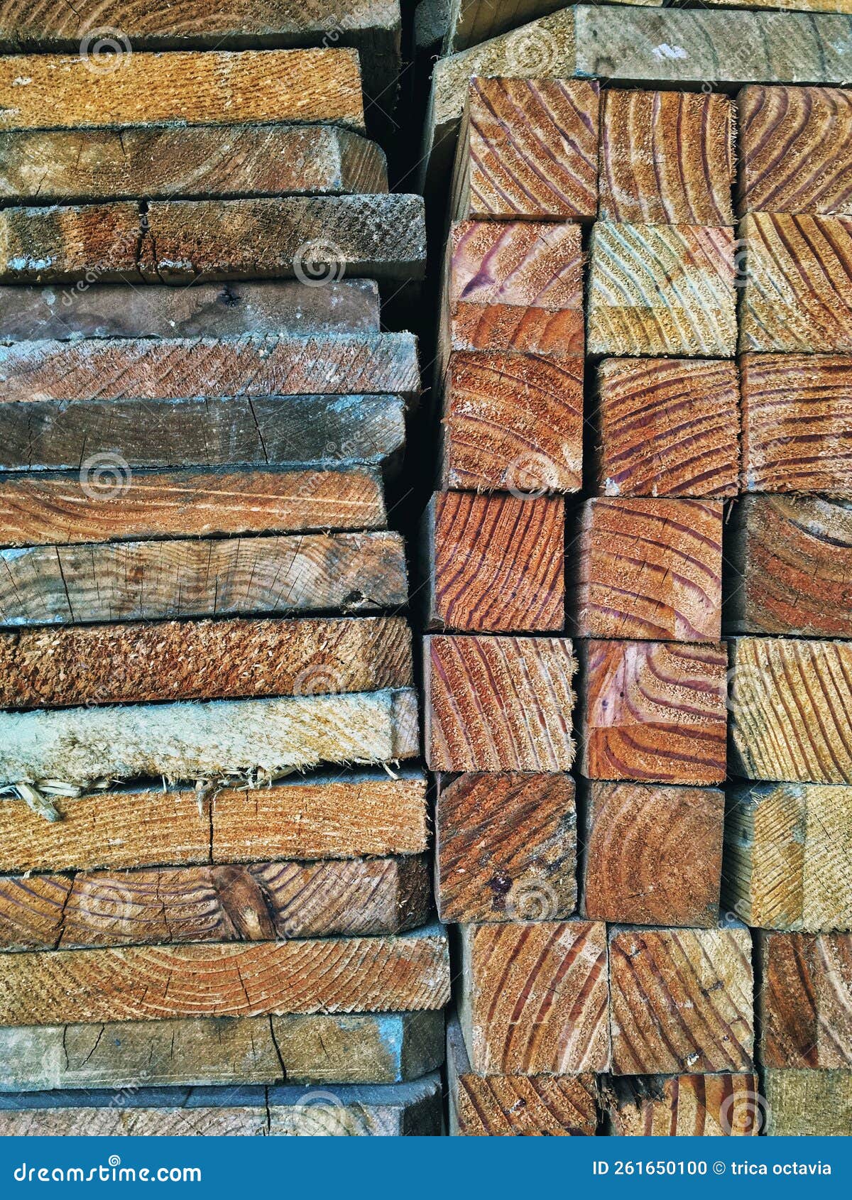 Wood store stock photo. Image of stick, wood, carpenter - 261650100