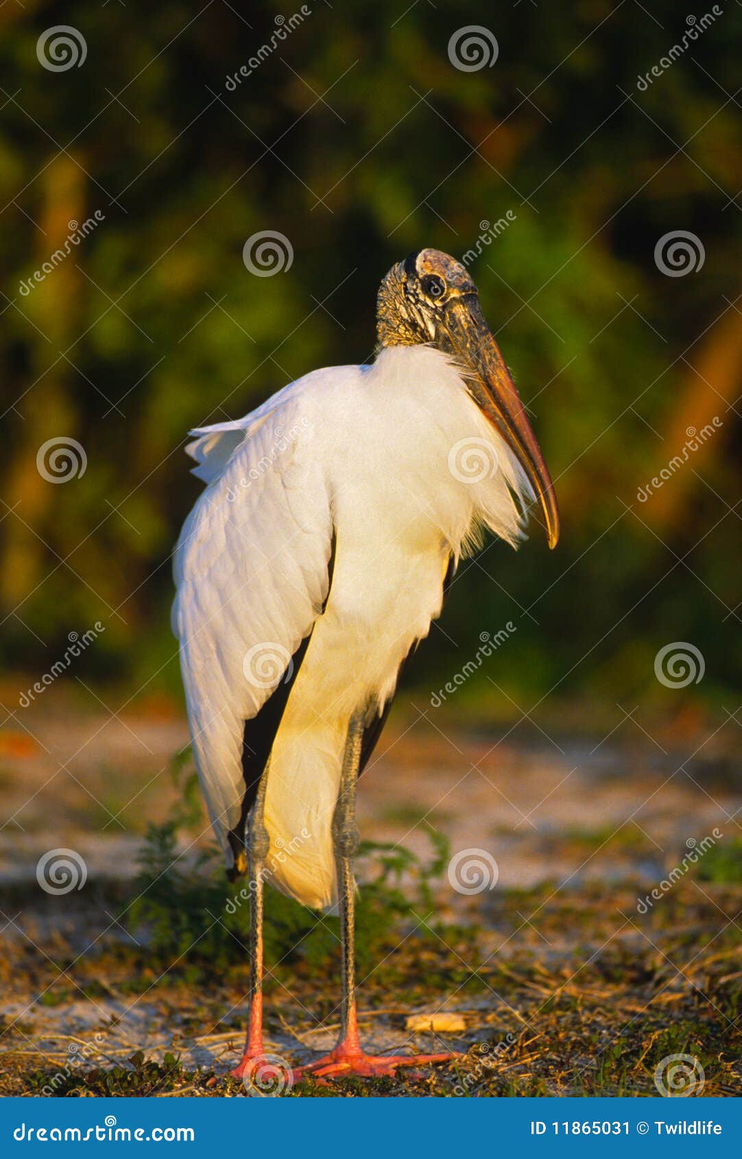 Wood Stork stock image. Image of swamp, wading, endangered - 11865031