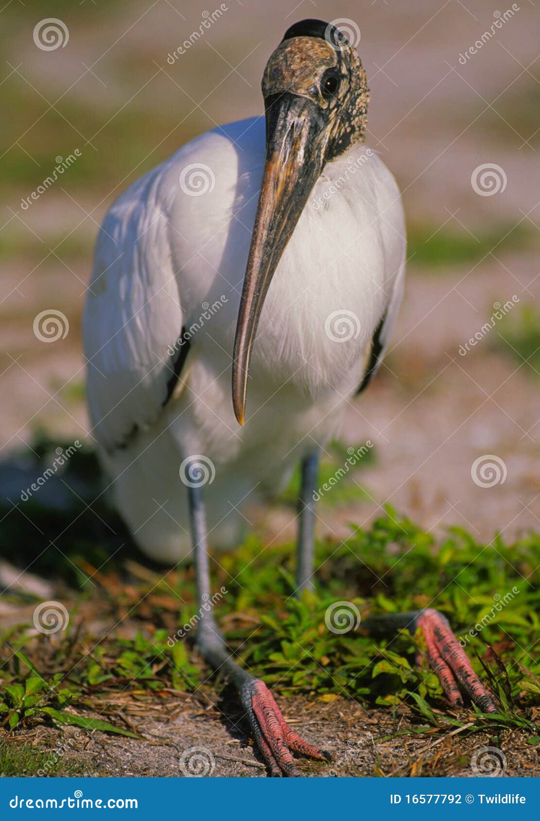 Wood Stork stock photo. Image of florida, swamp, nature - 16577792