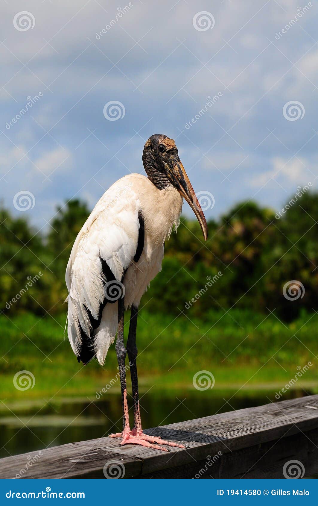 Wood Stork stock photo. Image of storks, female, feather - 19414580