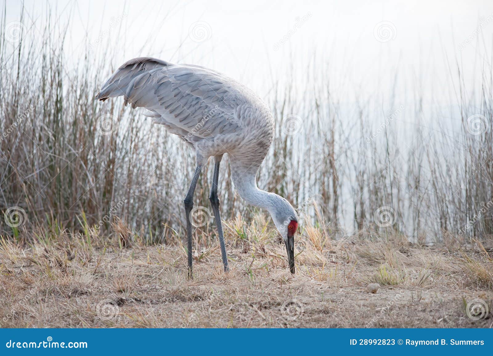 Wood Stork stock image. Image of creatures, food, aves - 28992823