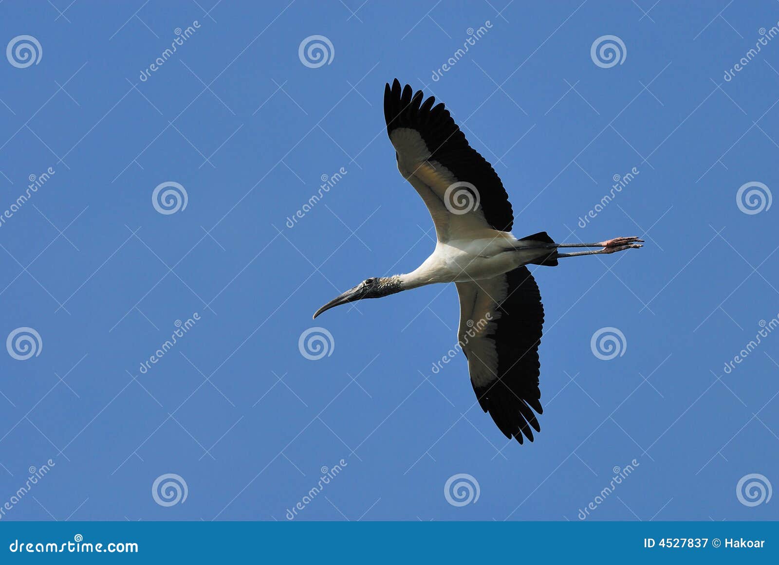 Wood stork stock image. Image of darling, feather, beautiful - 4527837