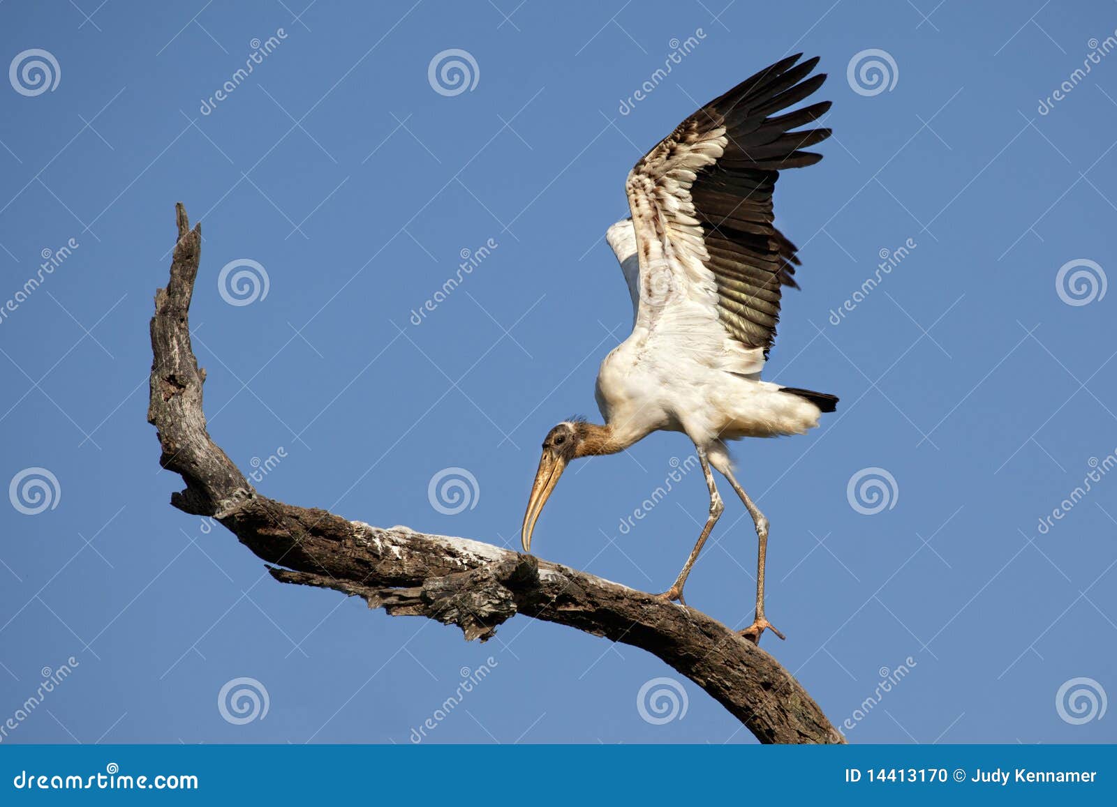 Wood Stork on bare limb stock photo. Image of florida - 14413170