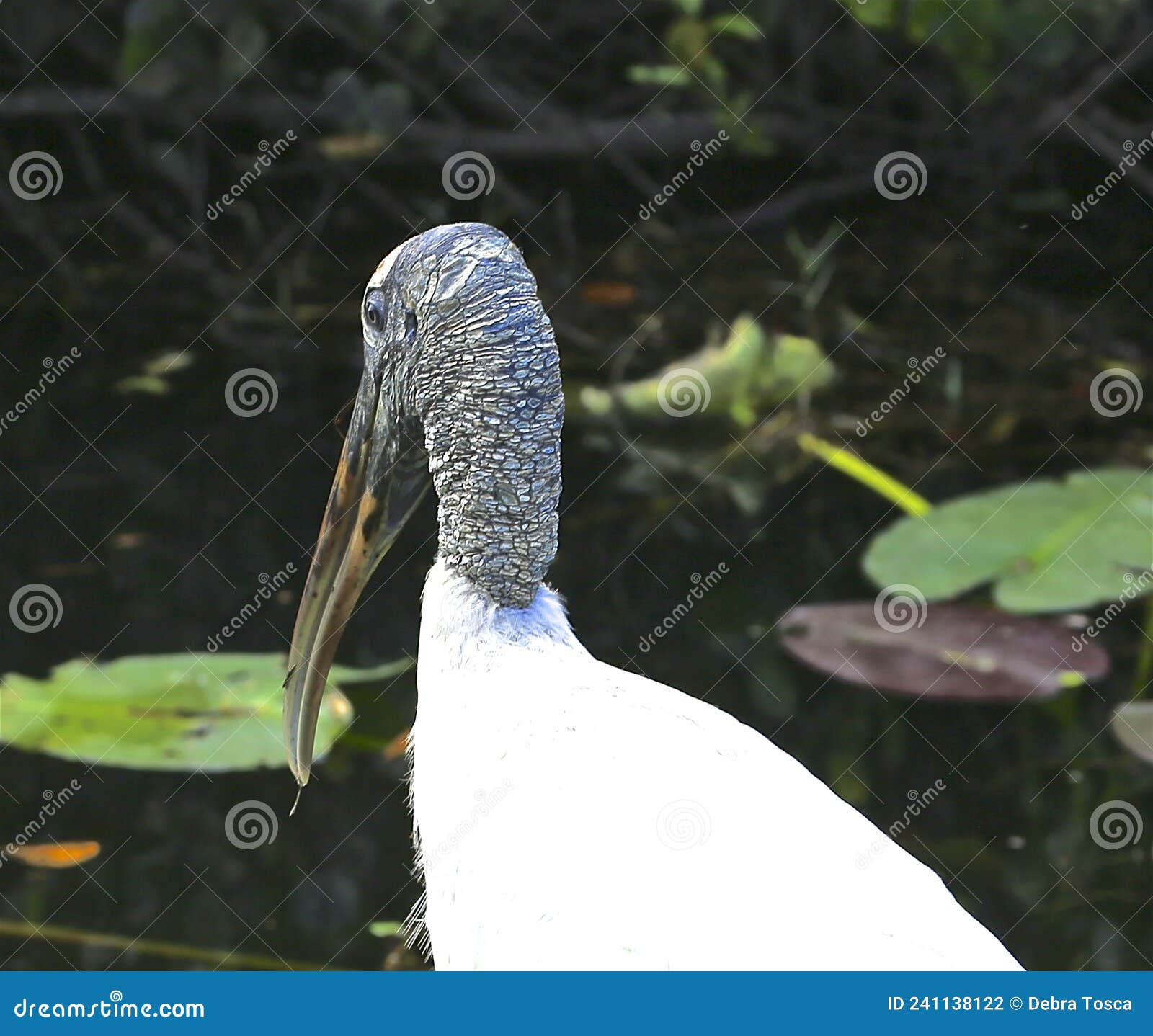 Wood Stork bird stock photo. Image of white, wood, head - 241138122