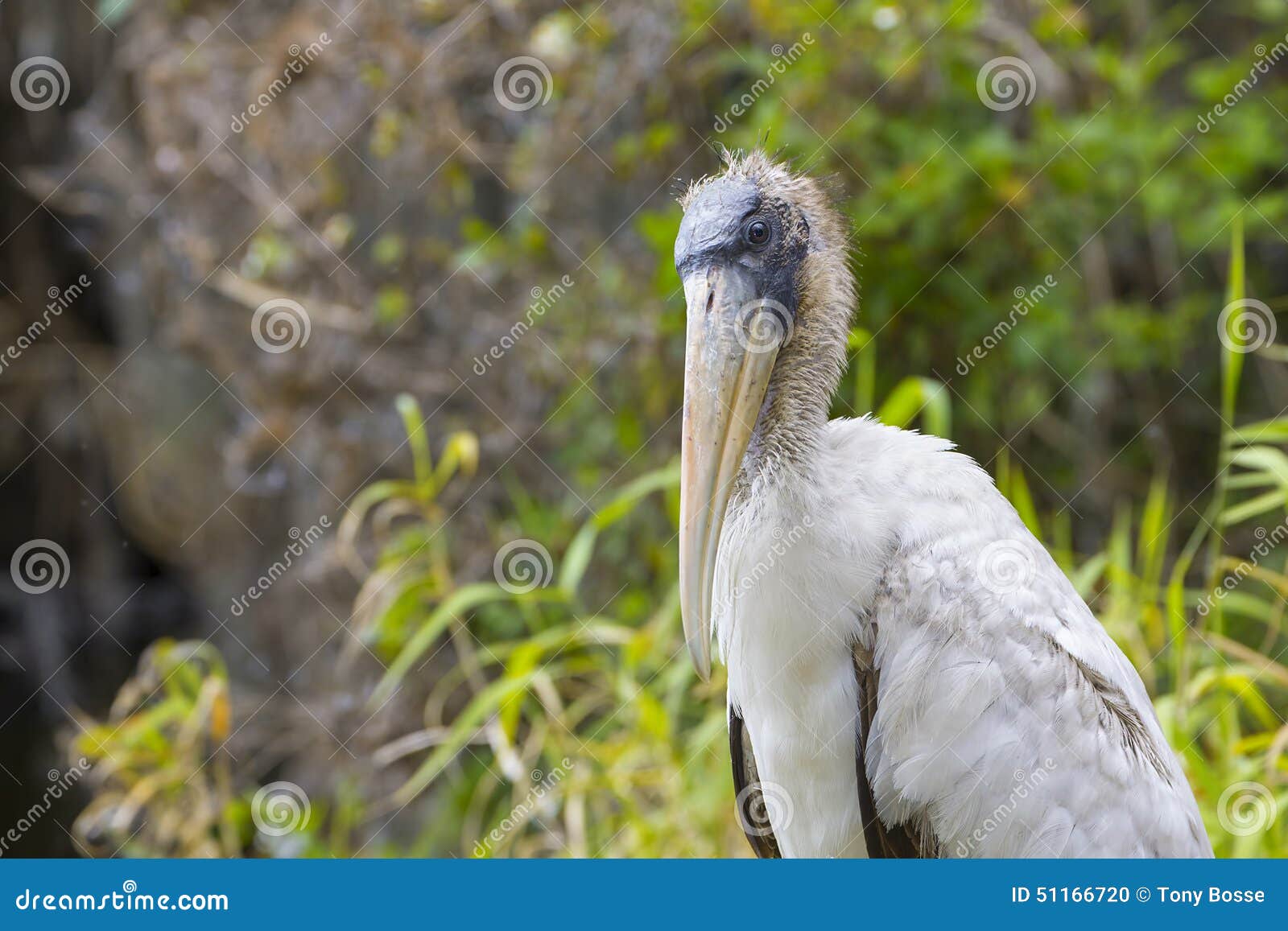 Wood Stork stock photo. Image of birding, wild, closeup - 51166720