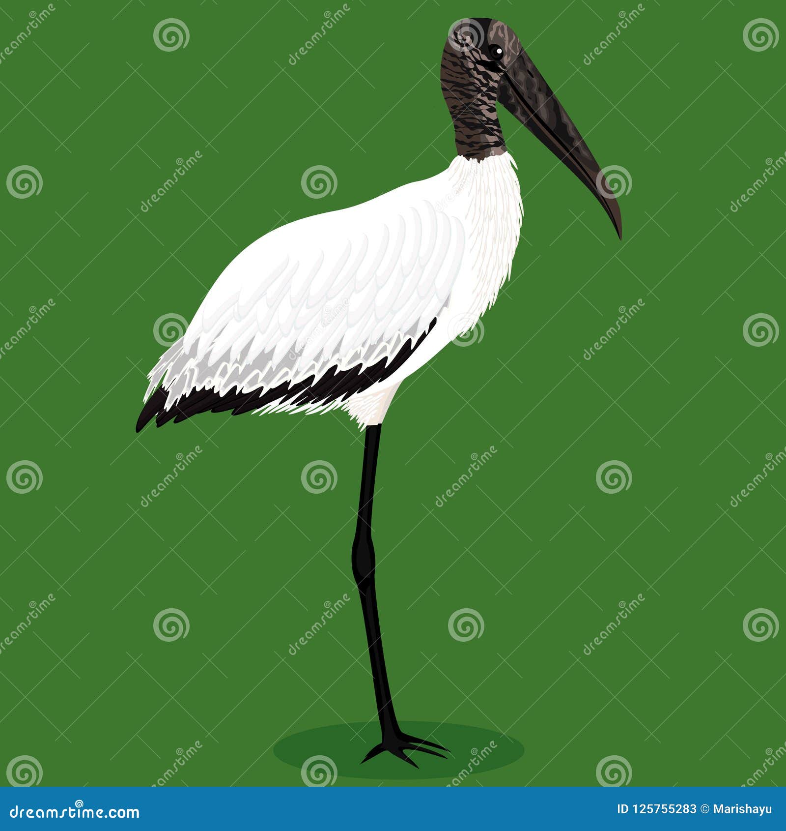 Wood Stork Stock Illustrations – 432 Wood Stork Stock Illustrations ...