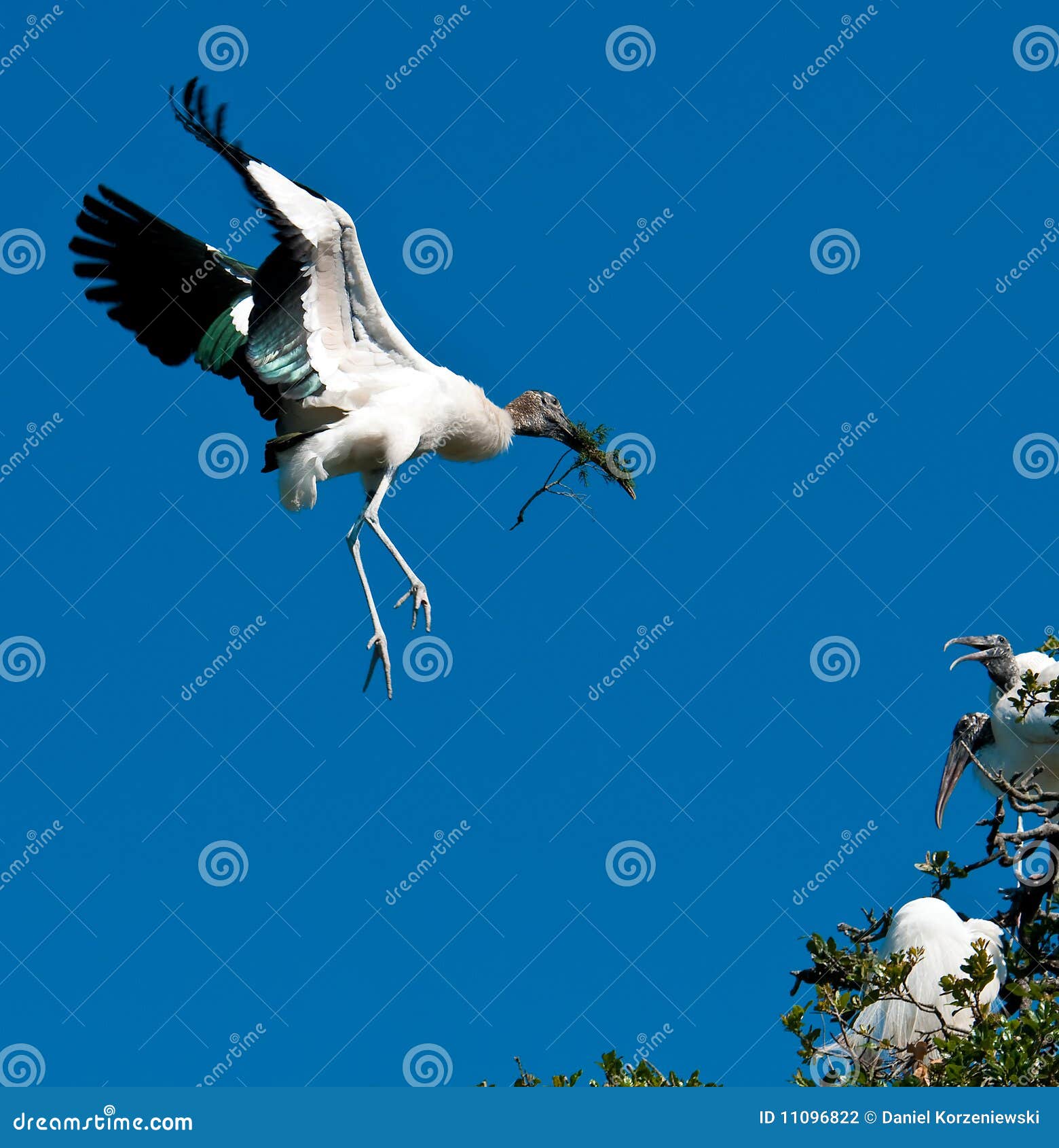 Wood Stork in flight stock photo. Image of blue, nest - 11096822