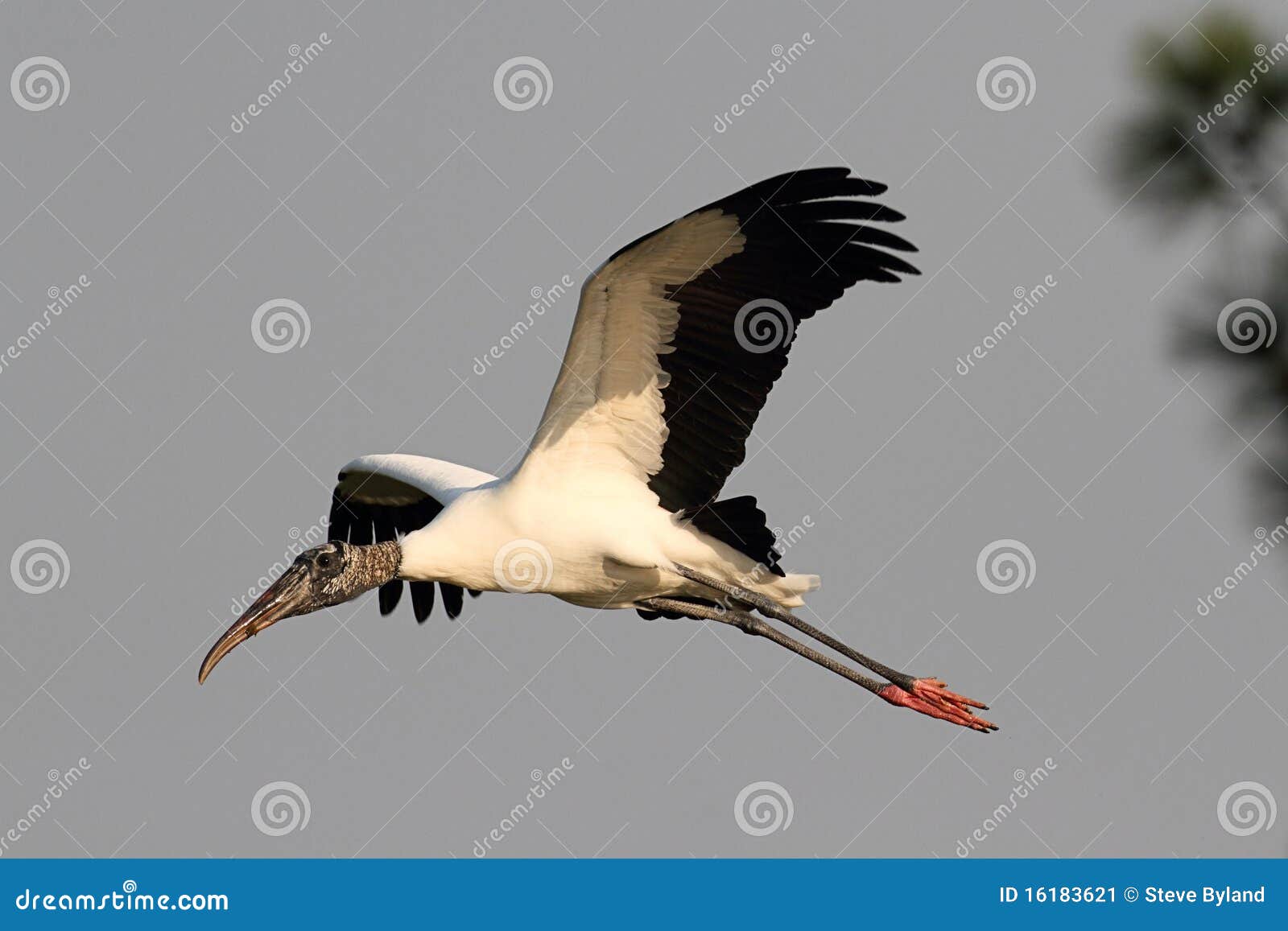 Wood Stork in Flight stock image. Image of flying, wood - 16183621