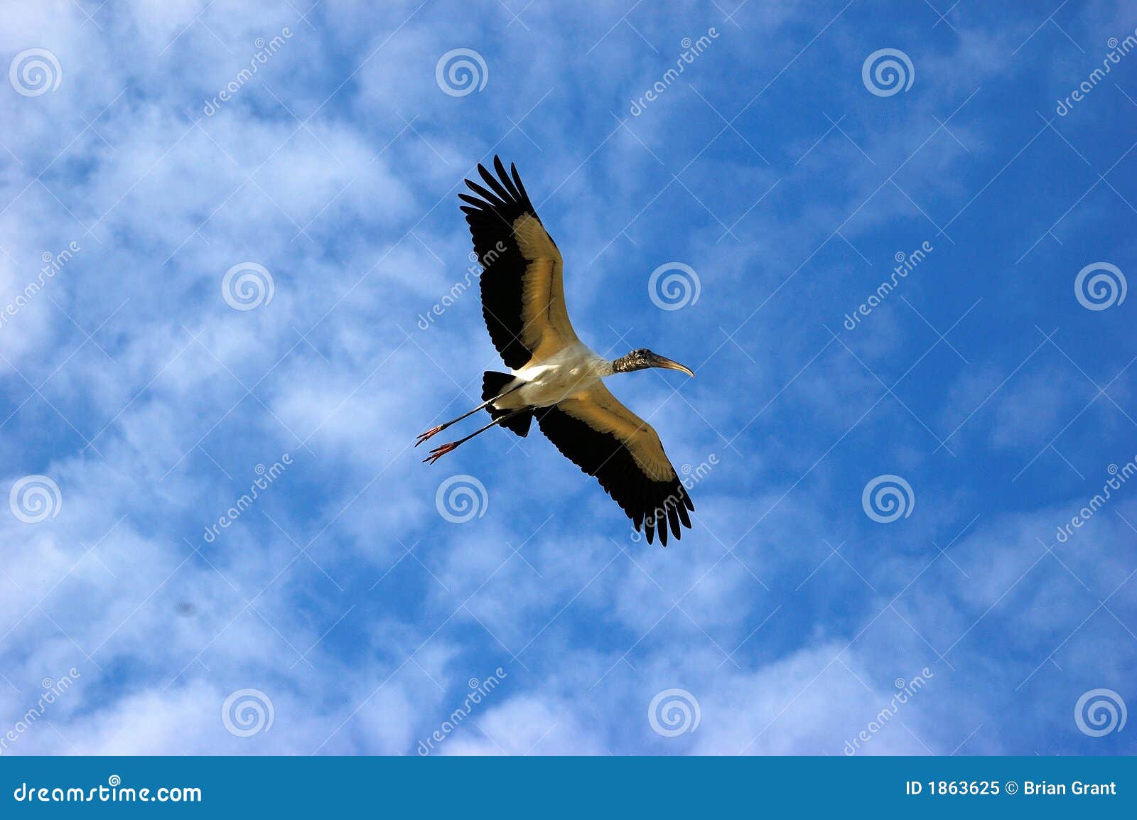 Wood Stork in flight stock image. Image of flying, feathers - 1863625