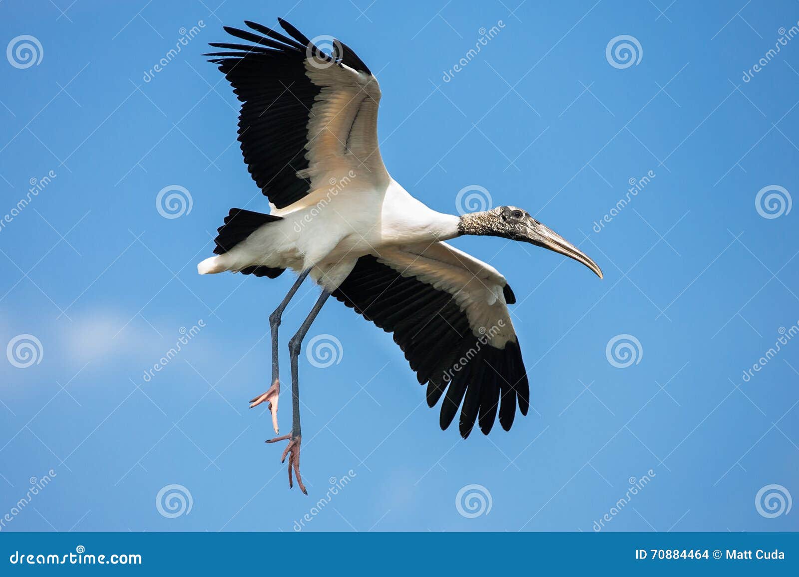 Wood Stork in Flight stock photo. Image of birding, landing - 70884464