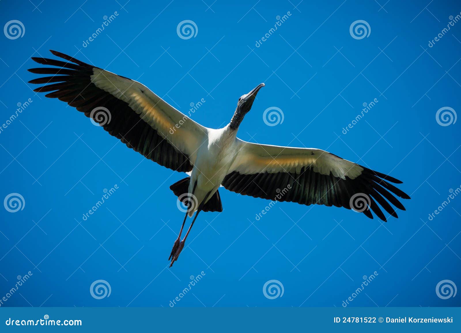 Wood Stork Flying stock photo. Image of open, nature - 24781522