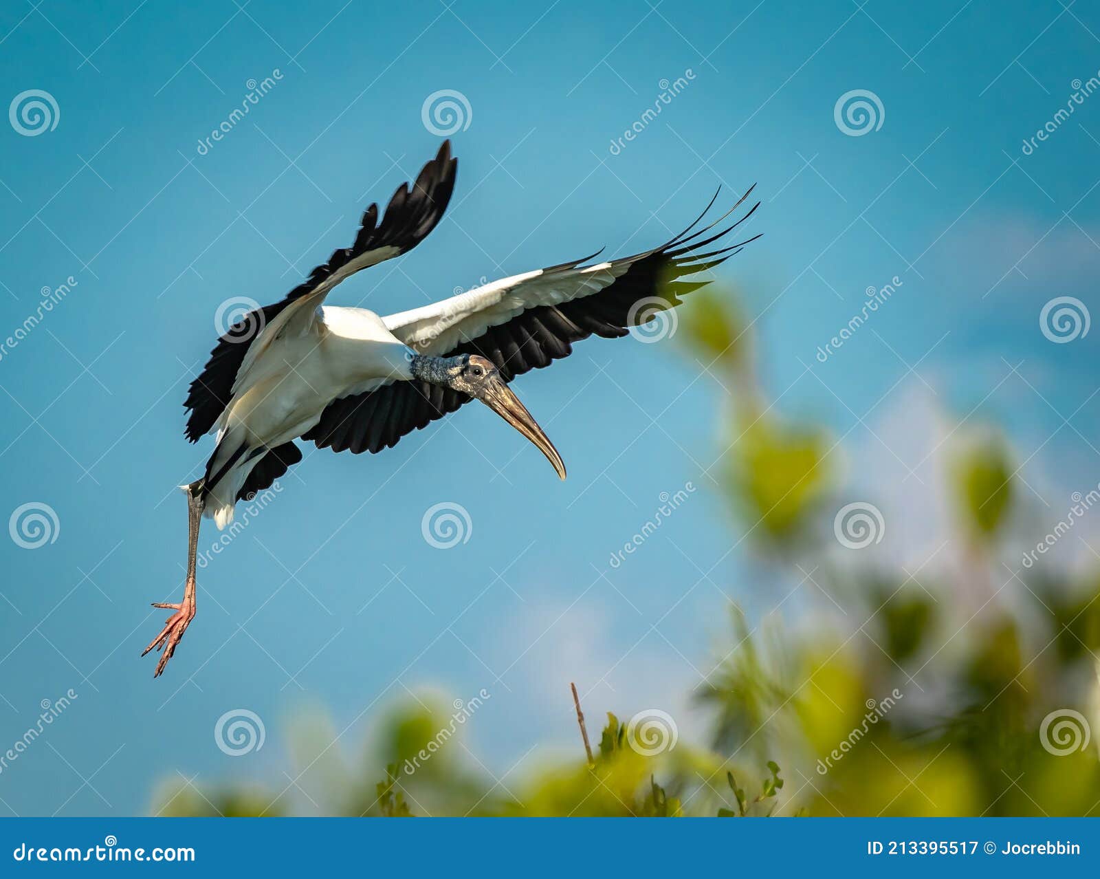 Wood Stork Flying and Coming in for a Landing Stock Image - Image of ...