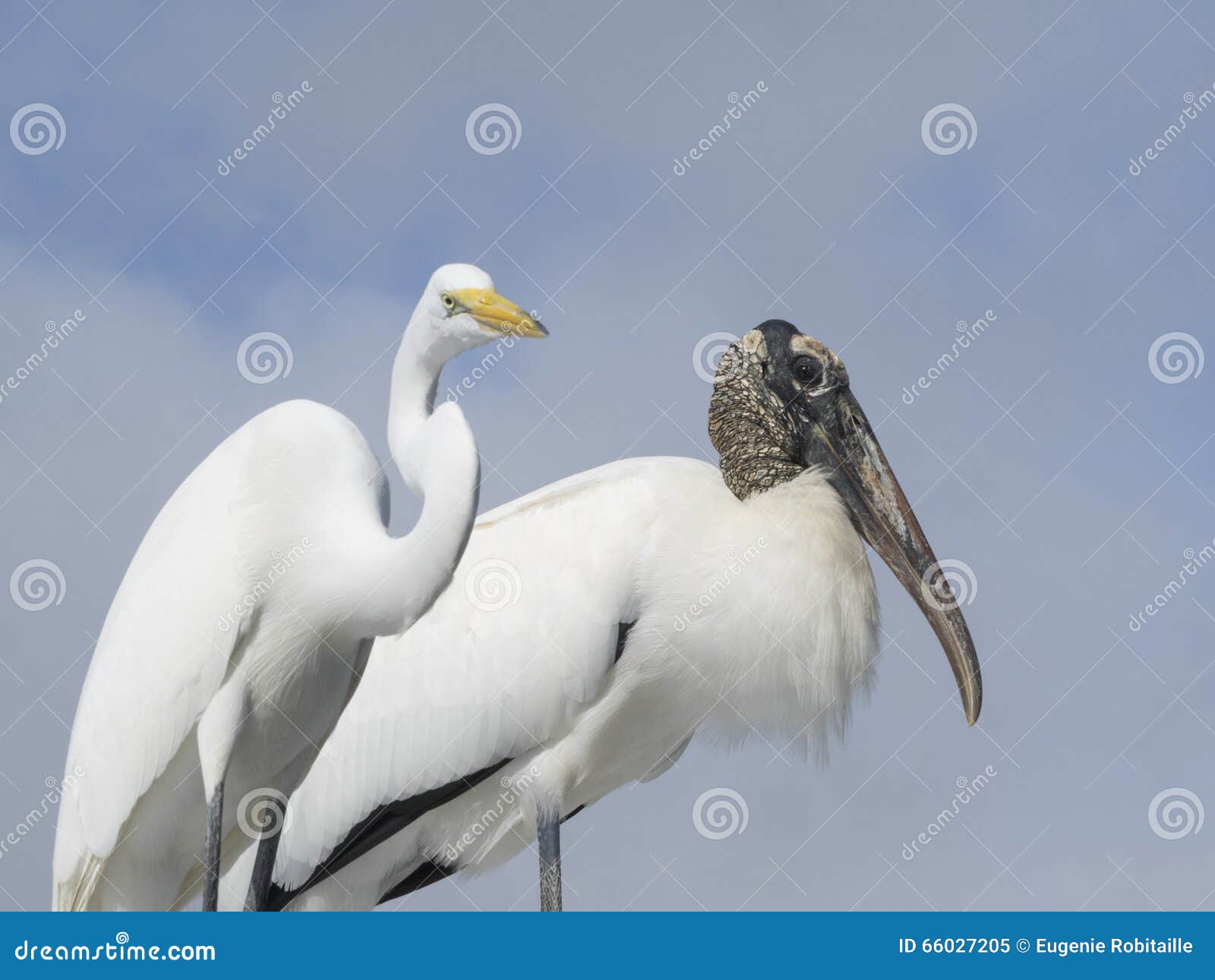 Wood stork and Great egret stock image. Image of long - 66027205