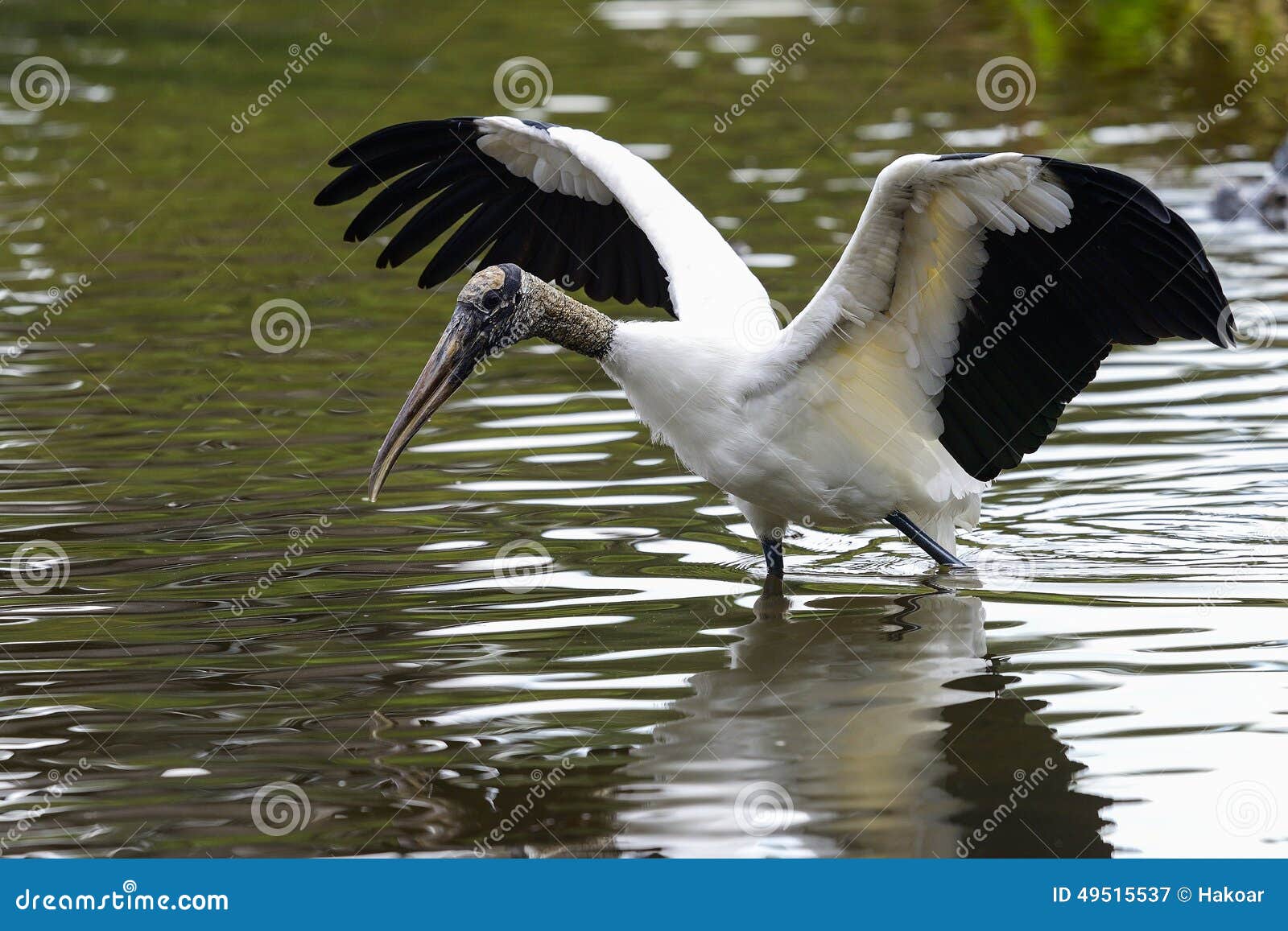 Wood stork stock image. Image of calm, feathers, powerful - 49515537