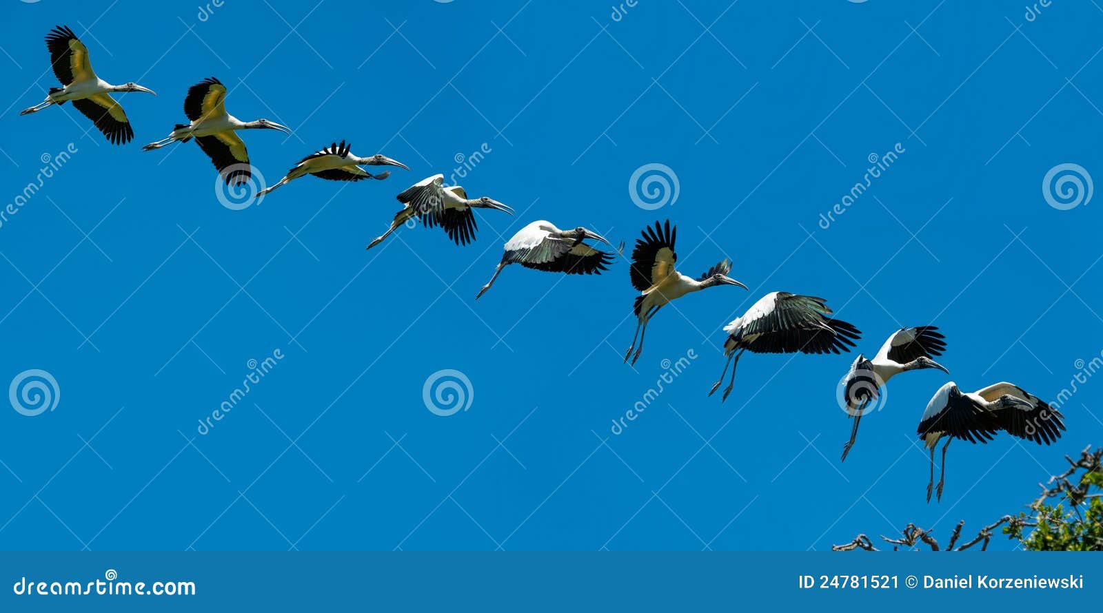 Wood Stork Landing stock image. Image of wood, americana - 24781521