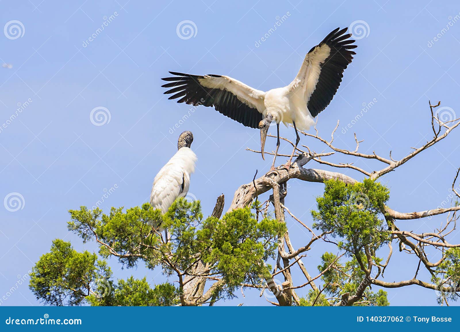 Wood Stork Landing on a Tree Stock Photo - Image of nature, wood: 140327062