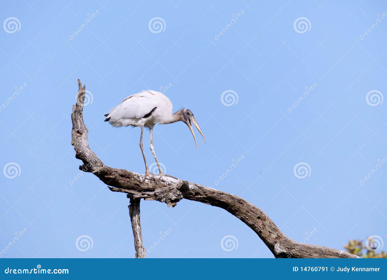 Wood Stork on limb stock image. Image of calm, pose, blue - 14760791