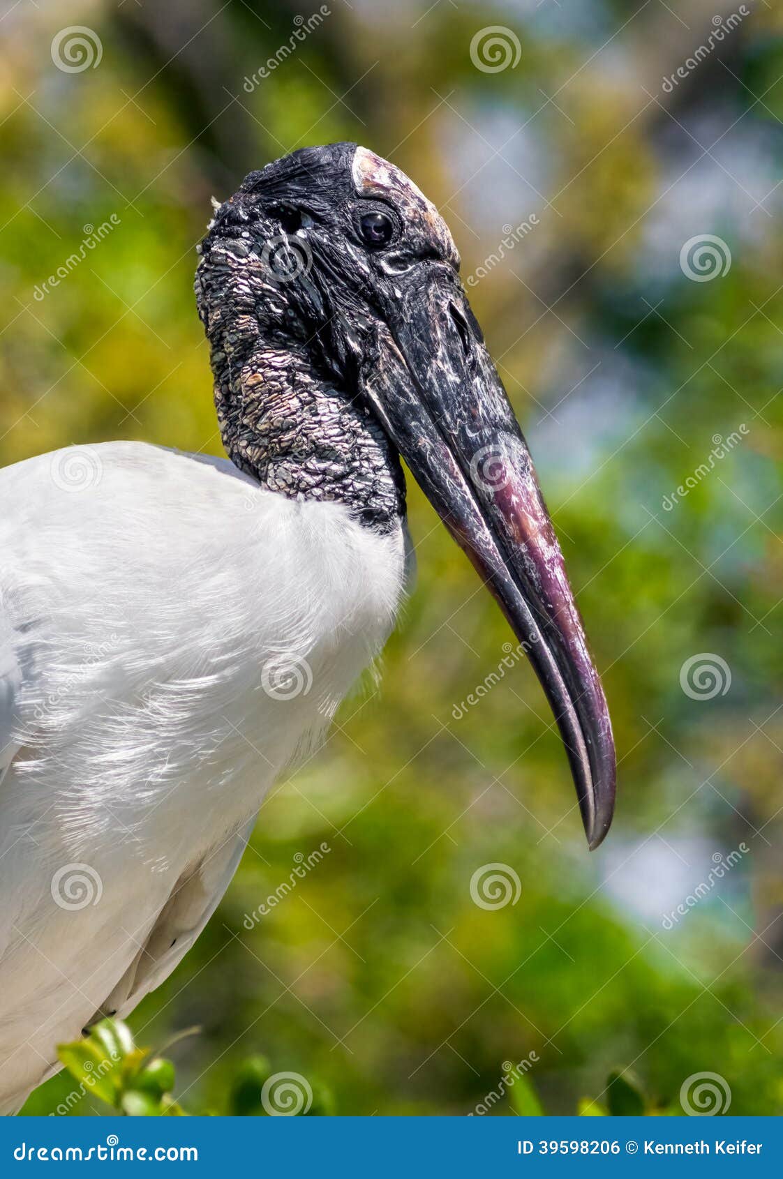 Wood Stork Profile stock photo. Image of head, florida - 39598206