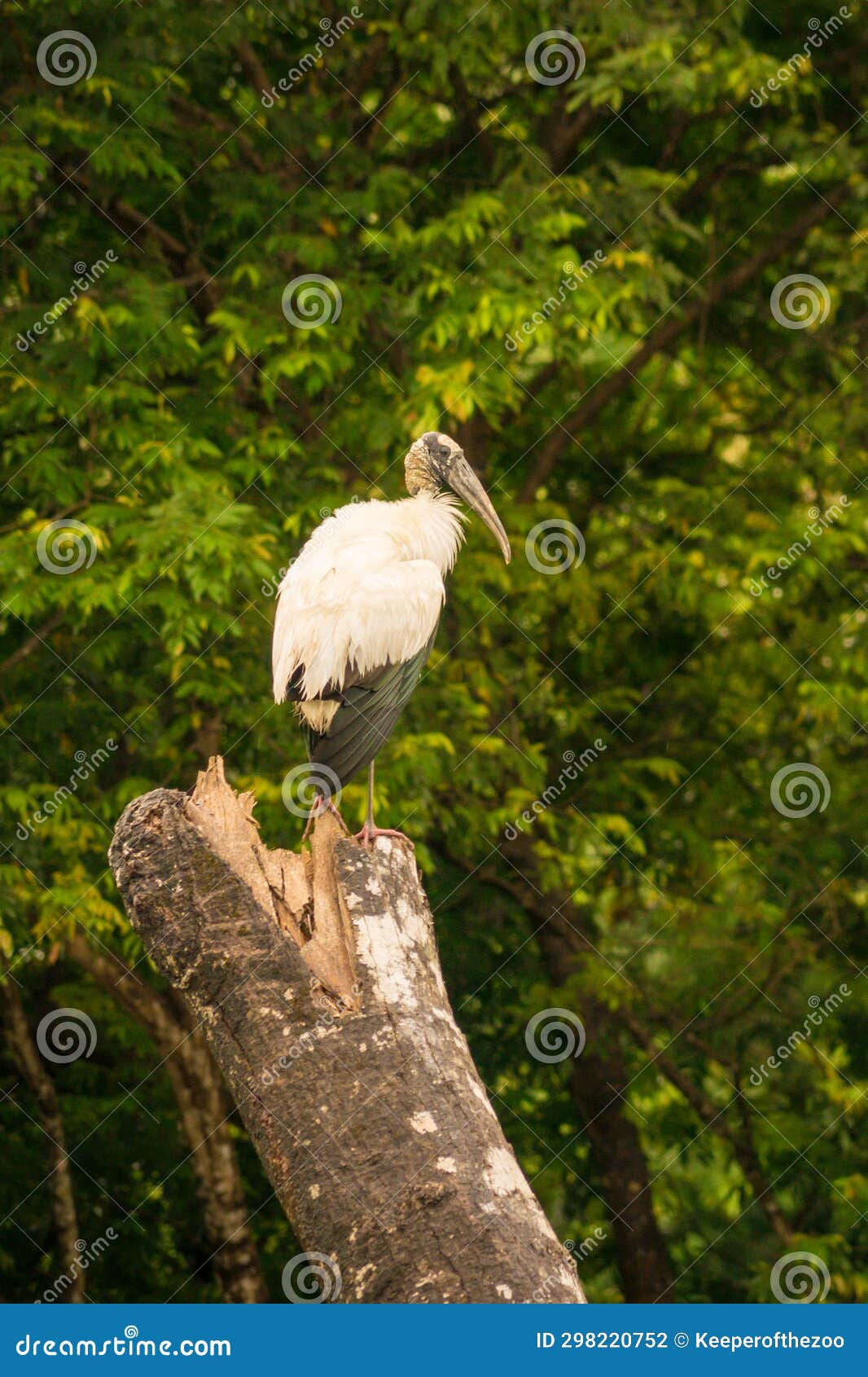 Wood Stork Sitting on a Log Stock Photo - Image of outdoor, biology ...