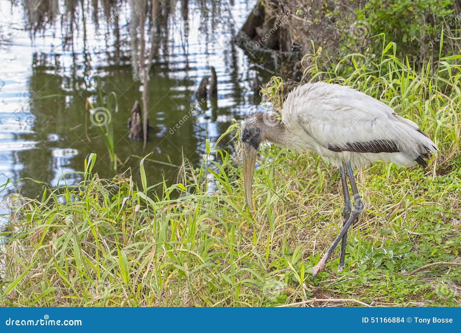 Wood Stork stock photo. Image of bird, wader, stork, avian - 51166884