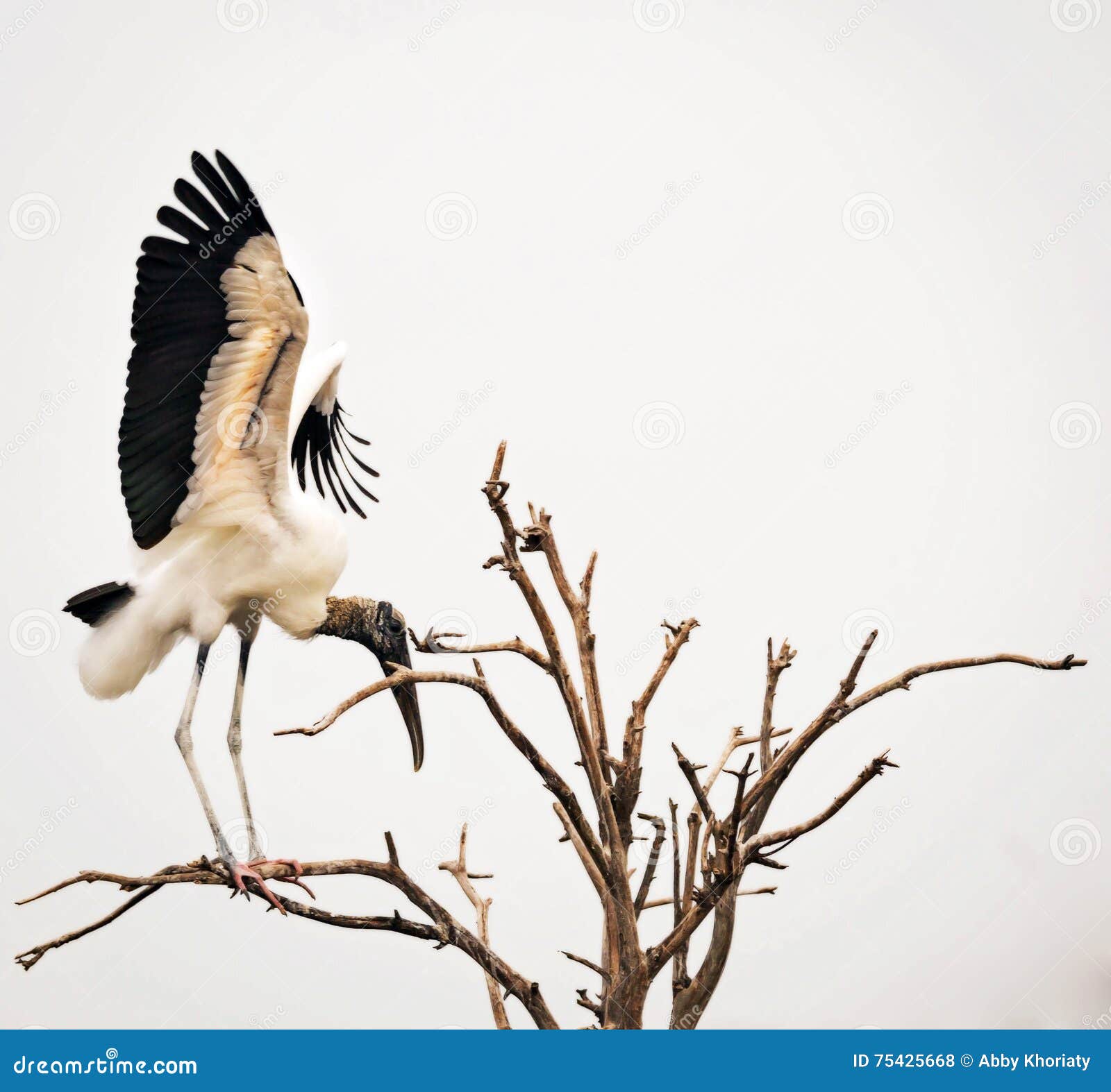 Wood Stork in tree stock photo. Image of wood, florida - 75425668