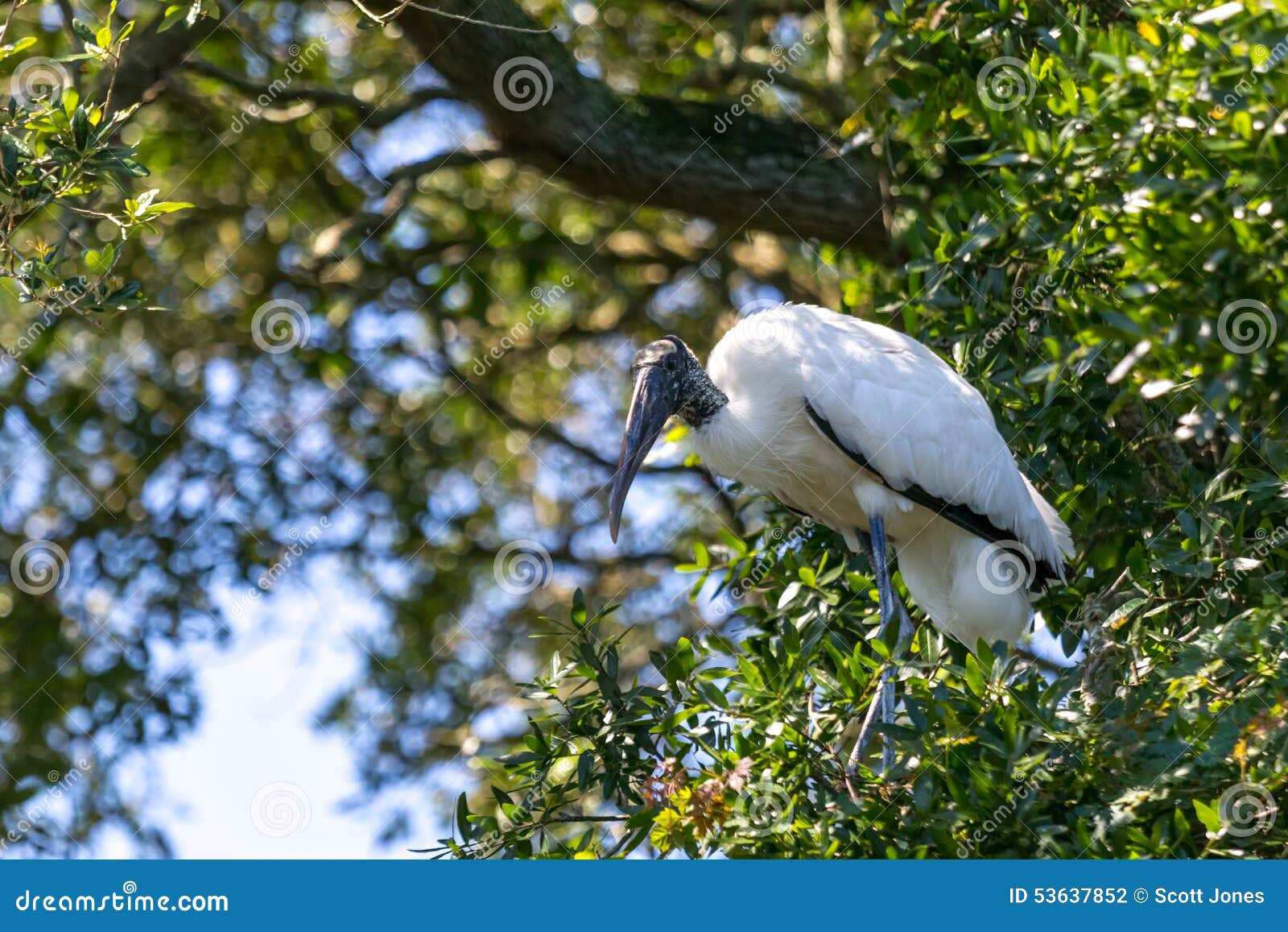 Wood Stork in a Tree stock photo. Image of avian, wildlife - 53637852