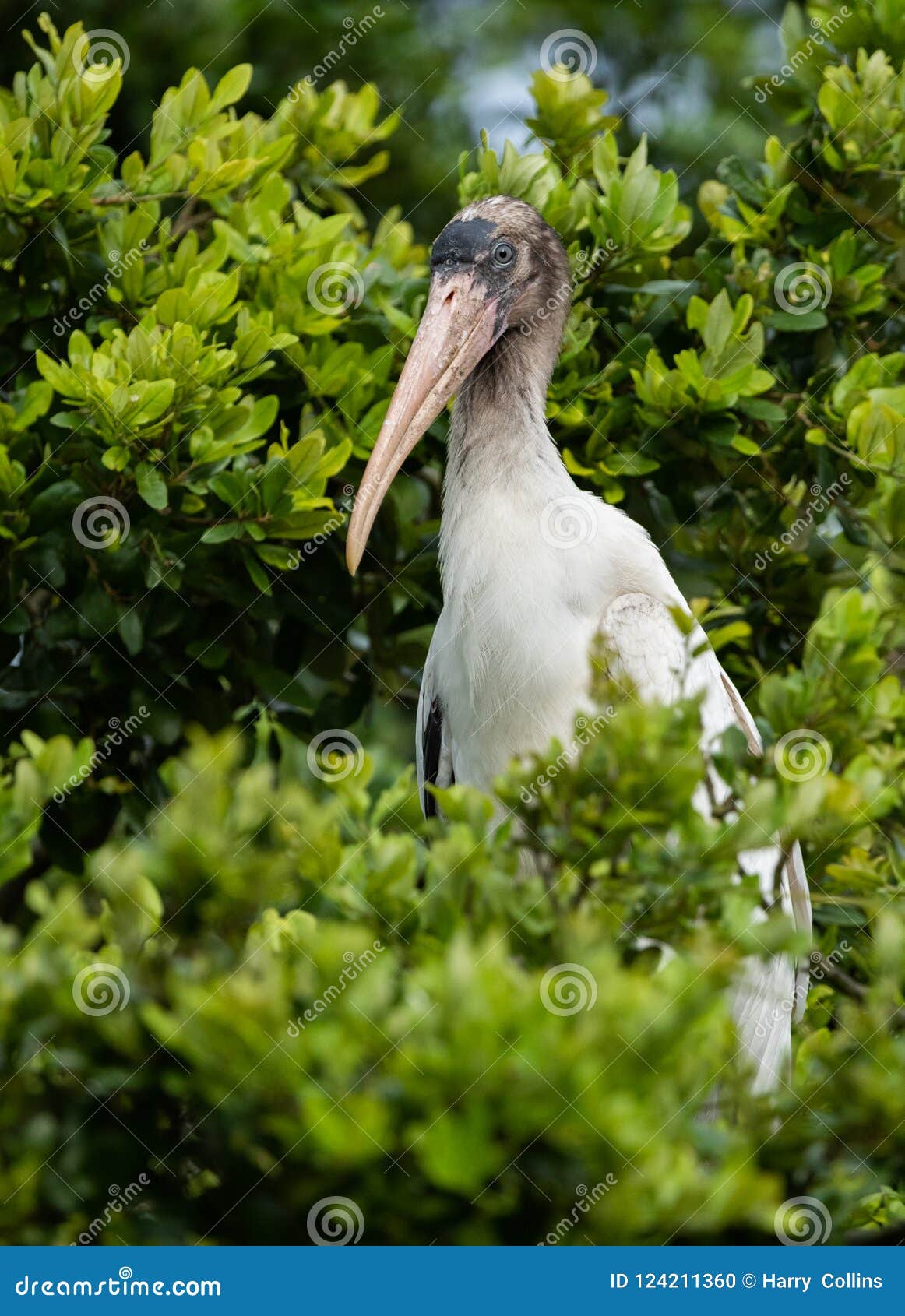Wood Stork in the tree stock photo. Image of blue, neck - 124211360