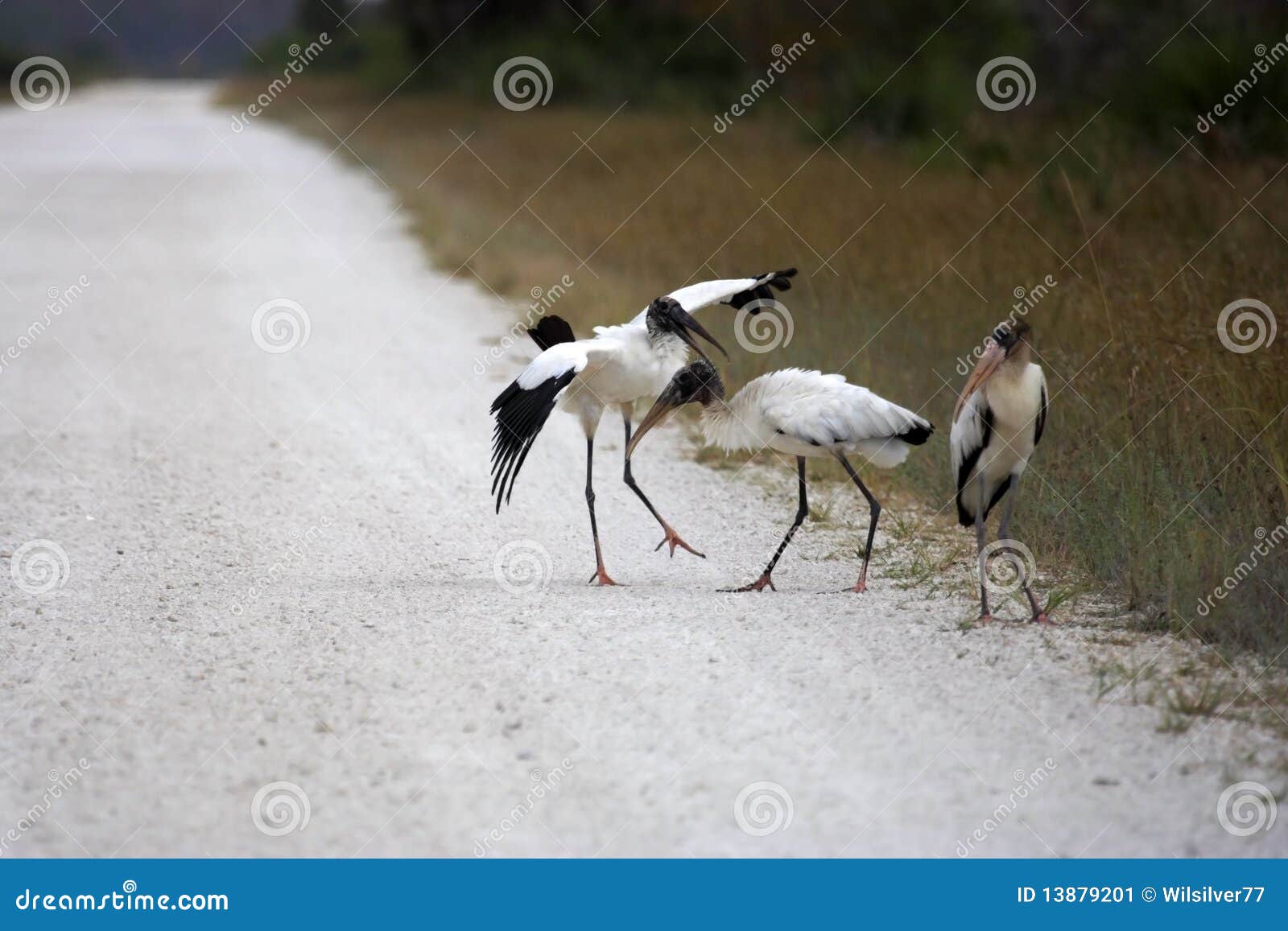 Wood Storks stock image. Image of preserve, birds, vacation - 13879201