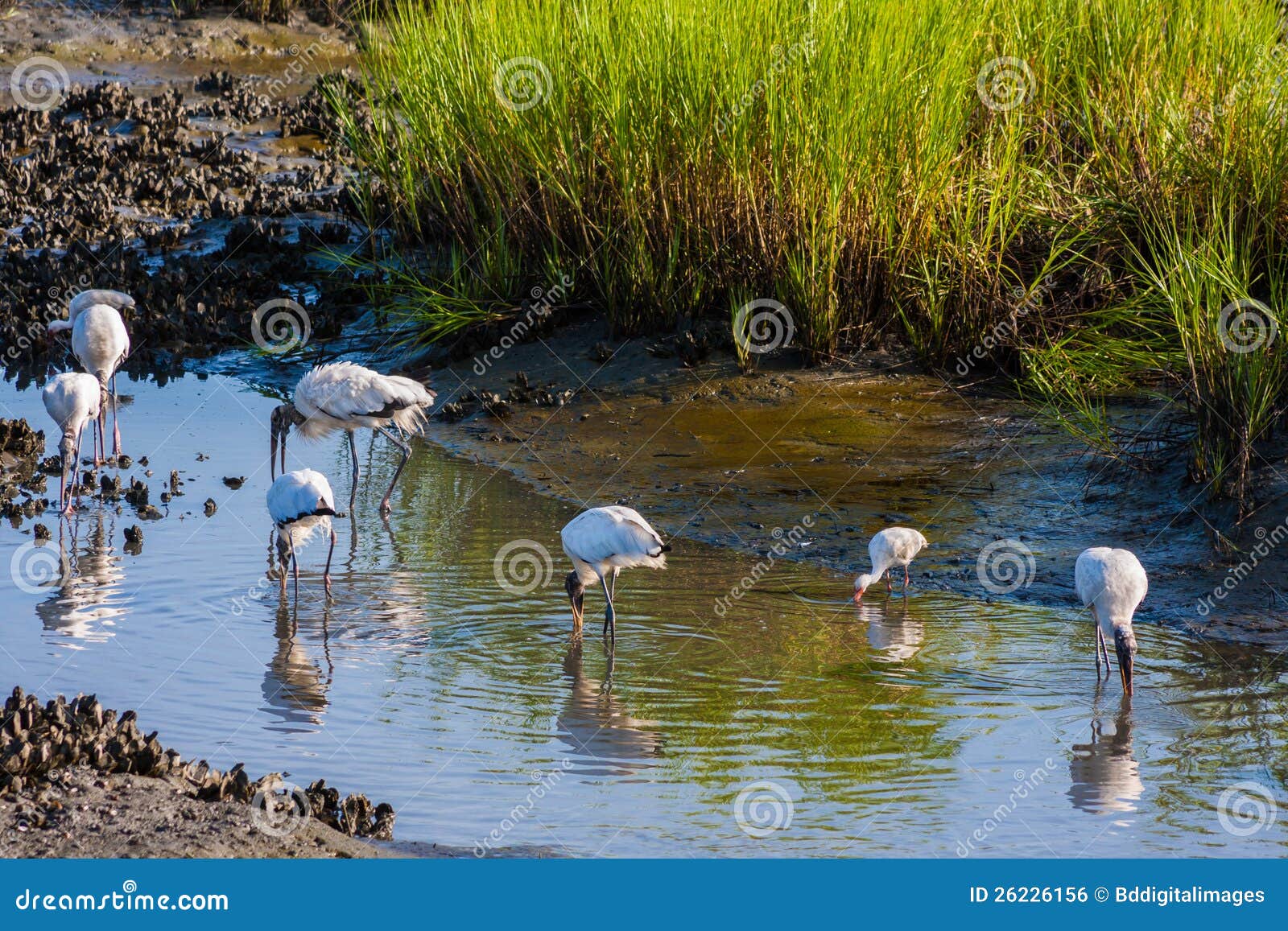 Wood Storks stock photo. Image of large, fauna, beak - 26226156