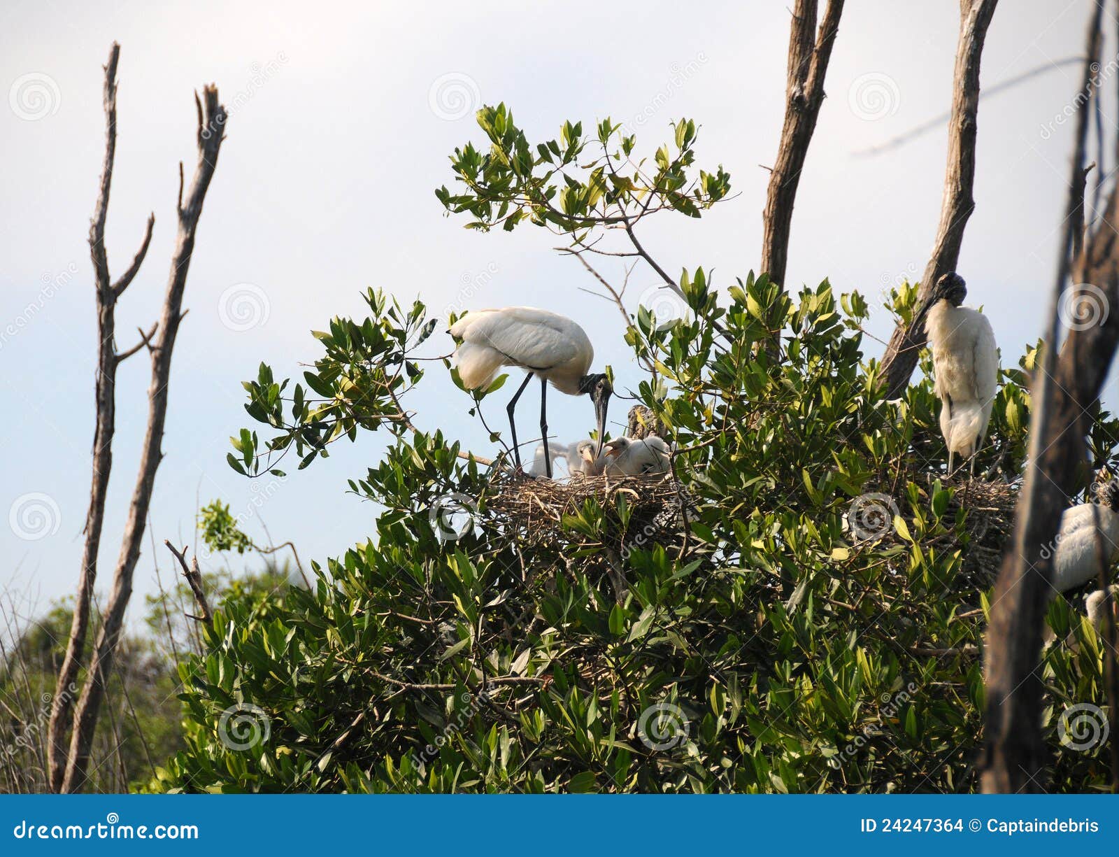 Wood Storks Nesting with Chicks Stock Photo - Image of chicks, parent ...