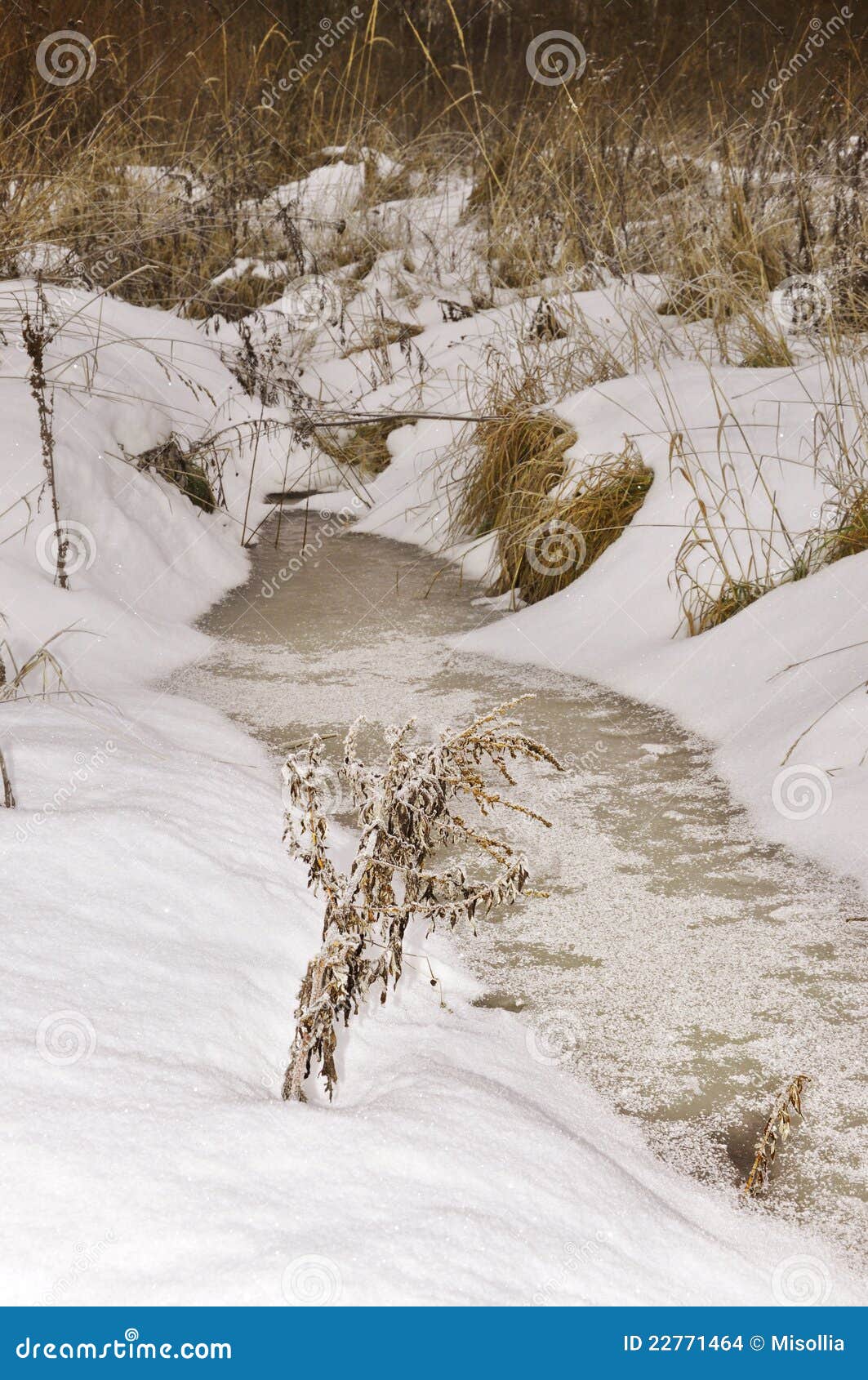Wood stream stock photo. Image of bushes, stream, water - 22771464
