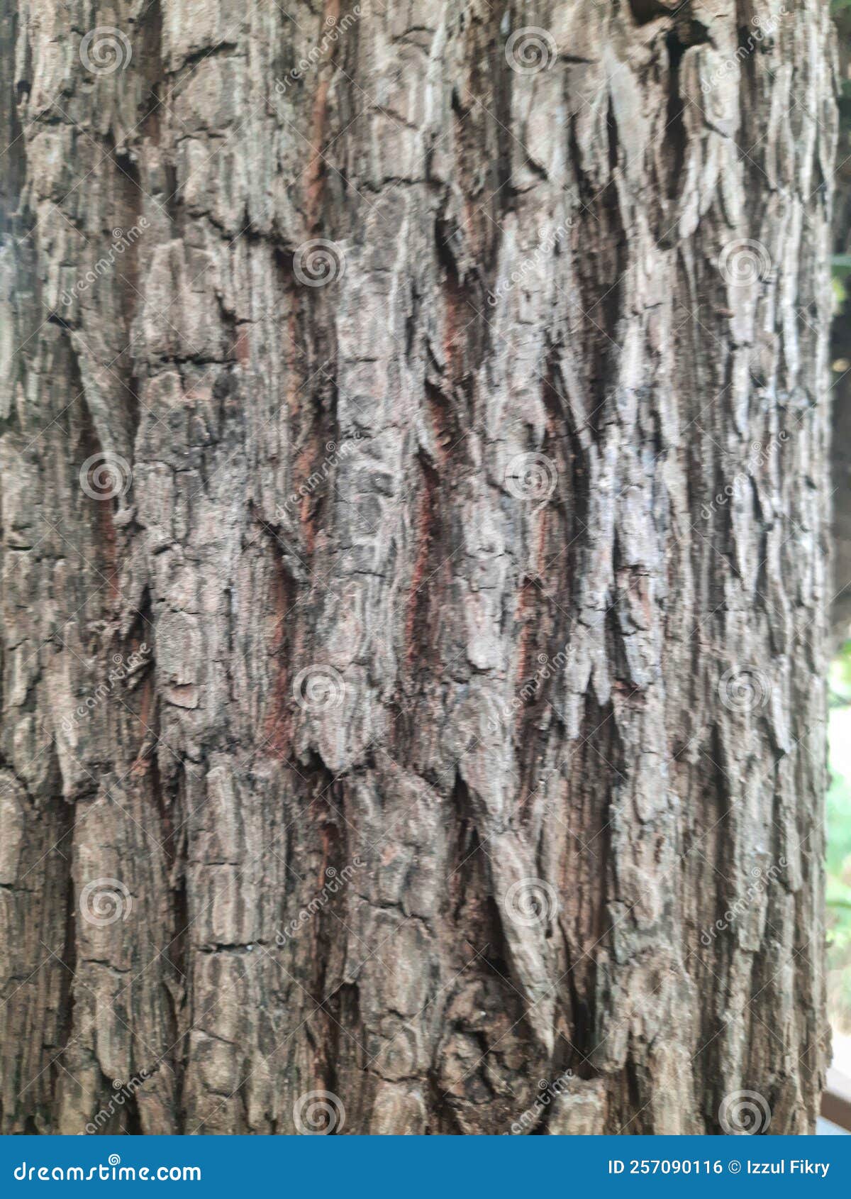 Wood Stroke Texture on the Tree Background Stock Photo - Image of ...