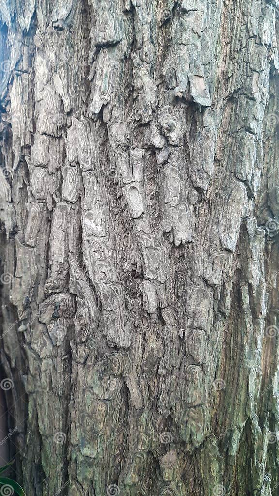 Wood Stroke Texture on the Tree Stock Photo - Image of wall, geology ...