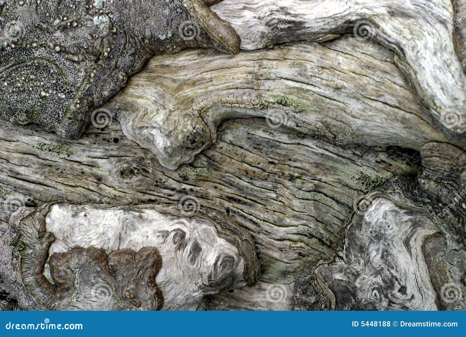 Wood structure stock photo. Image of wild, nodes, tree - 5448188