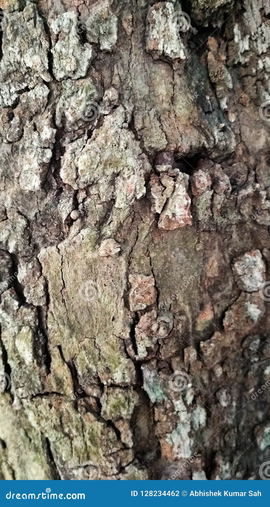 Wood Structure stock photo. Image of wood, abstract - 128234462