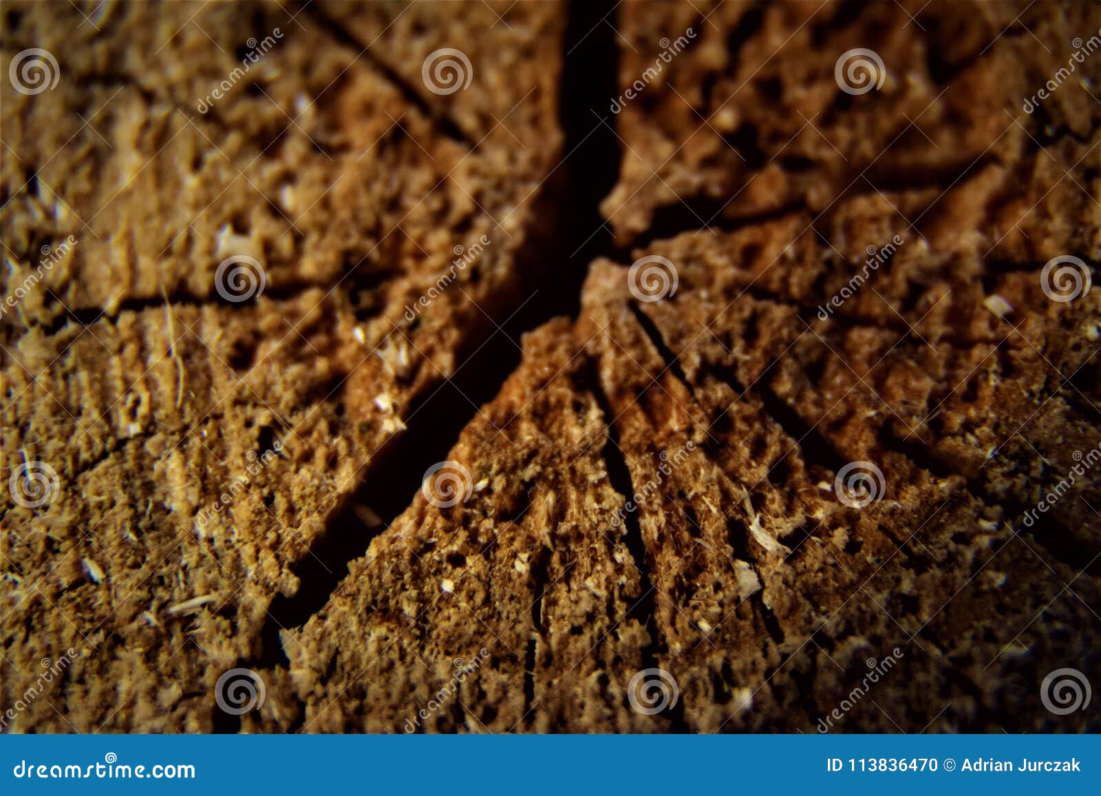 Wood Structure. Tree Trunk in a Large Approximation Stock Photo - Image ...