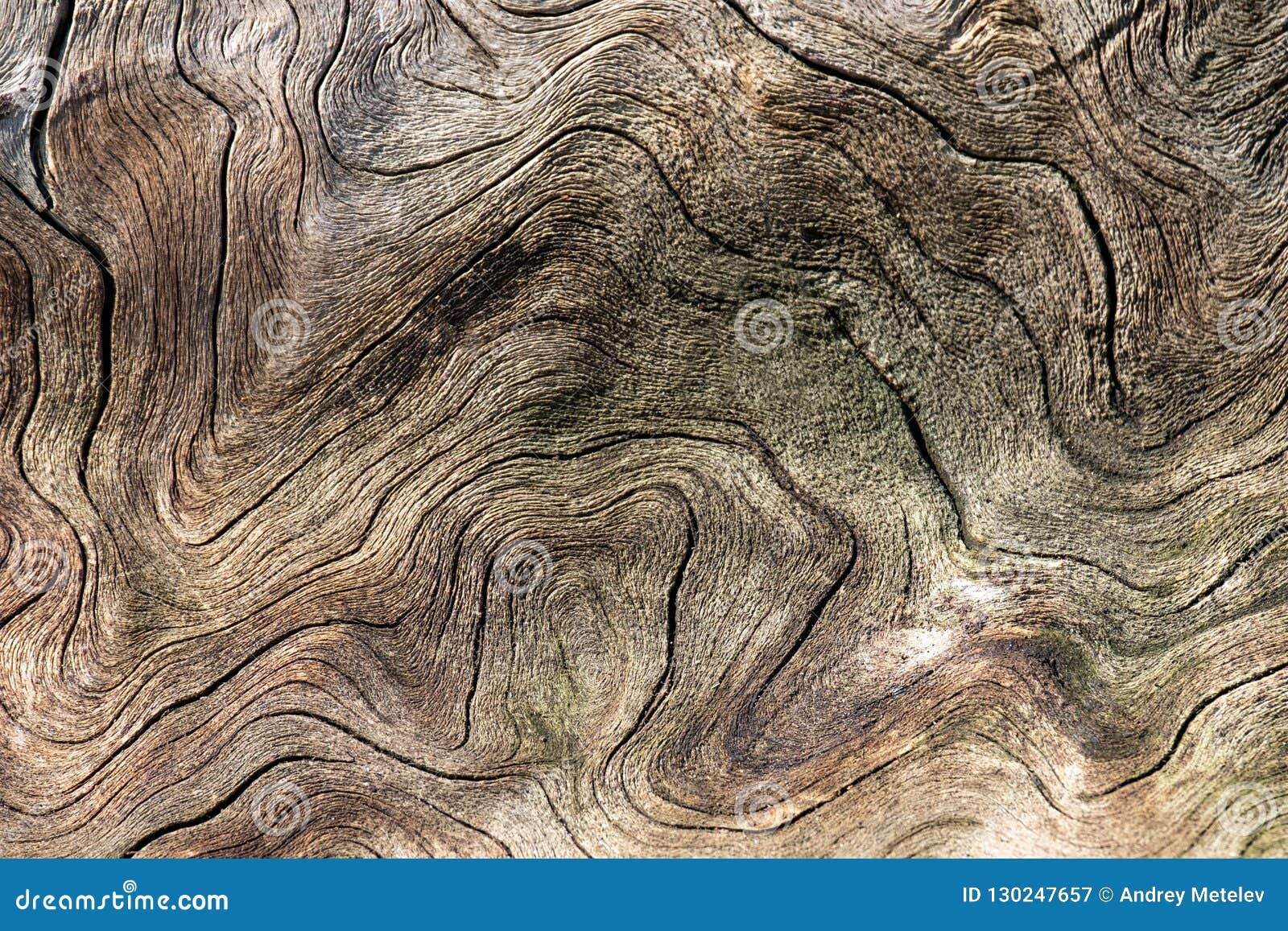 The Wood Structure of the Winding Shape is Irregular Roundness Lines ...