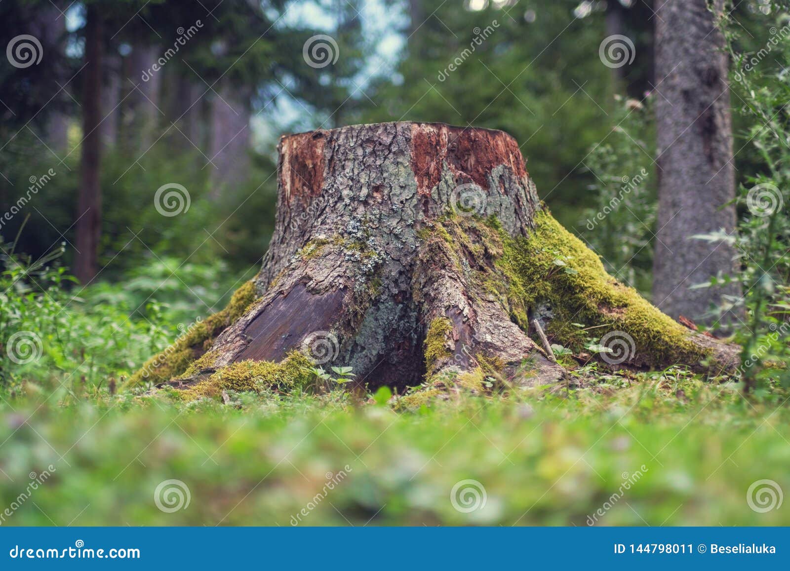 Wood stub stock image. Image of bark, stub, root, summer - 144798011
