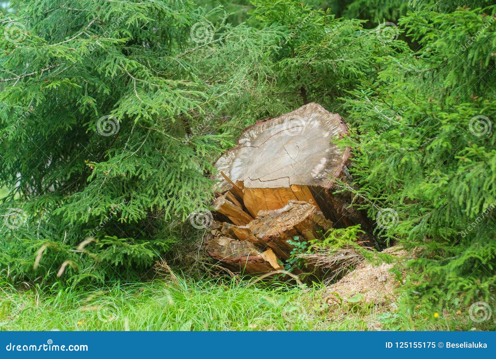 Wood stub stock image. Image of green, nature, root - 125155175