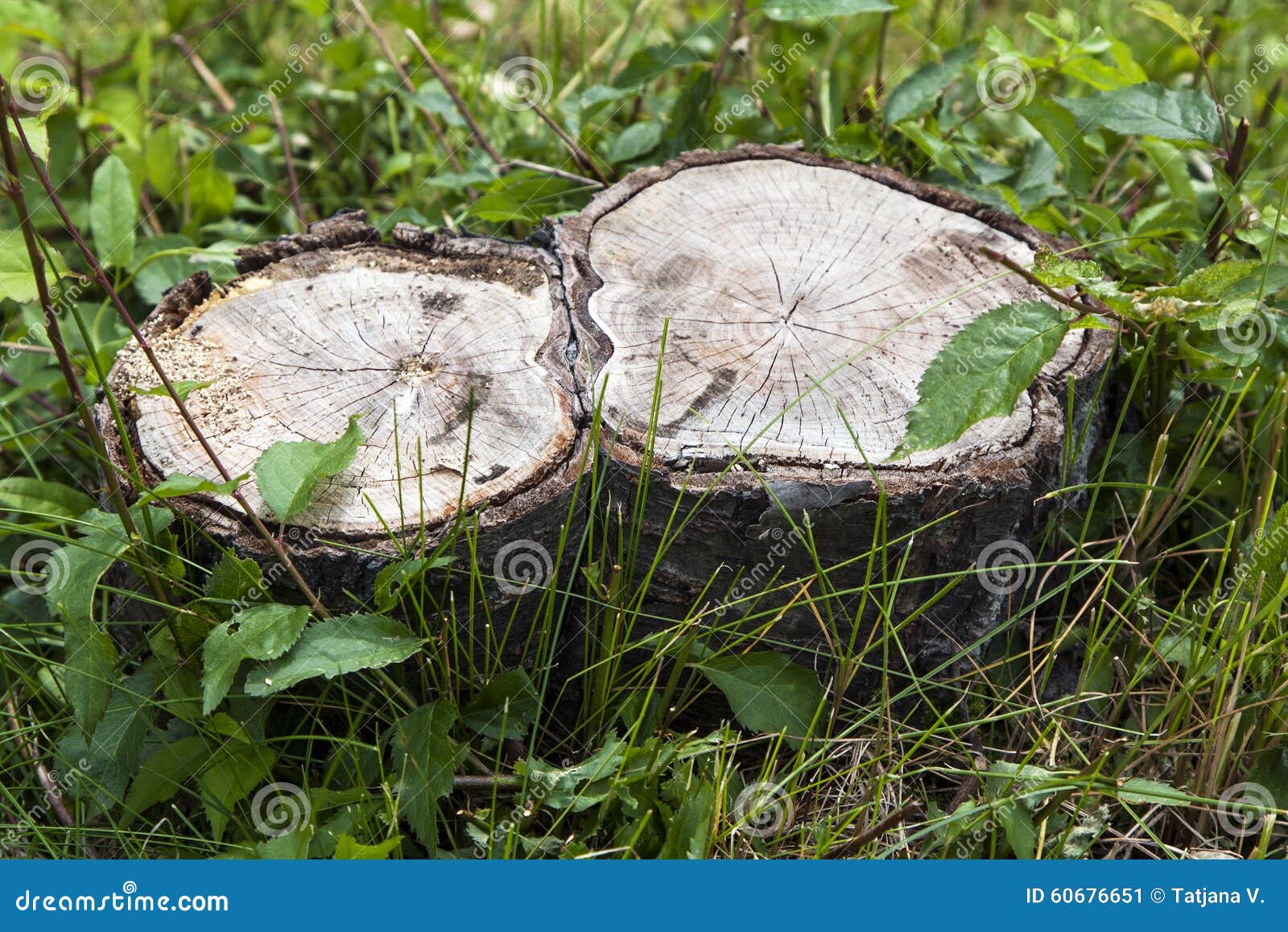 Wood stubs stock image. Image of substance, nature, grass - 60676651