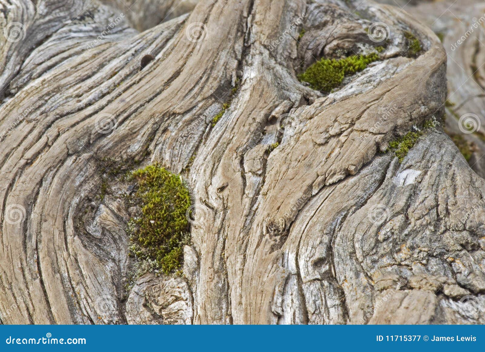 Wood stump stock image. Image of wood, pattern, moss - 11715377