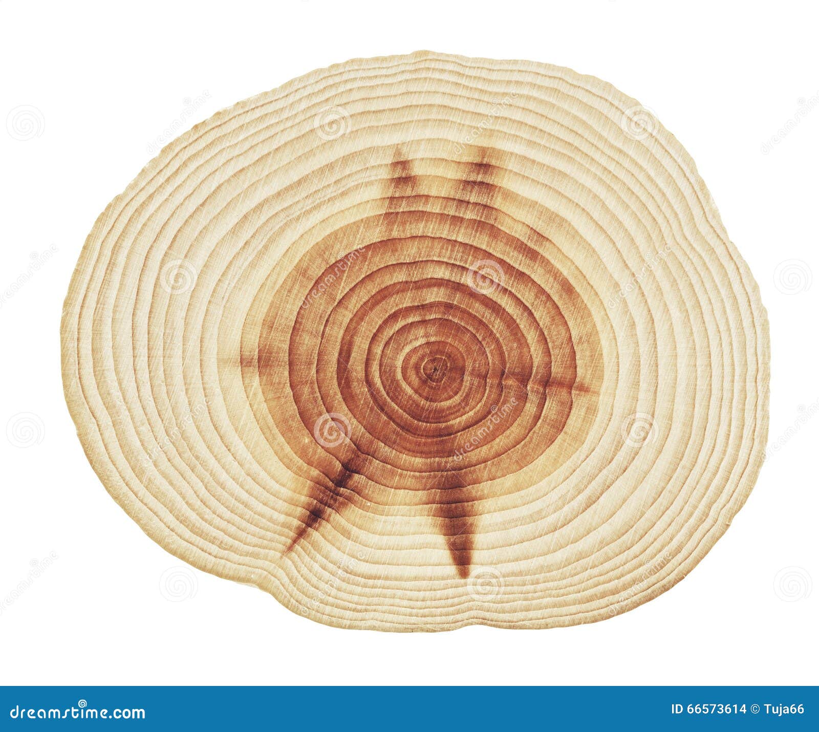 Wood stump rings stock photo. Image of pine, white, timbered - 66573614