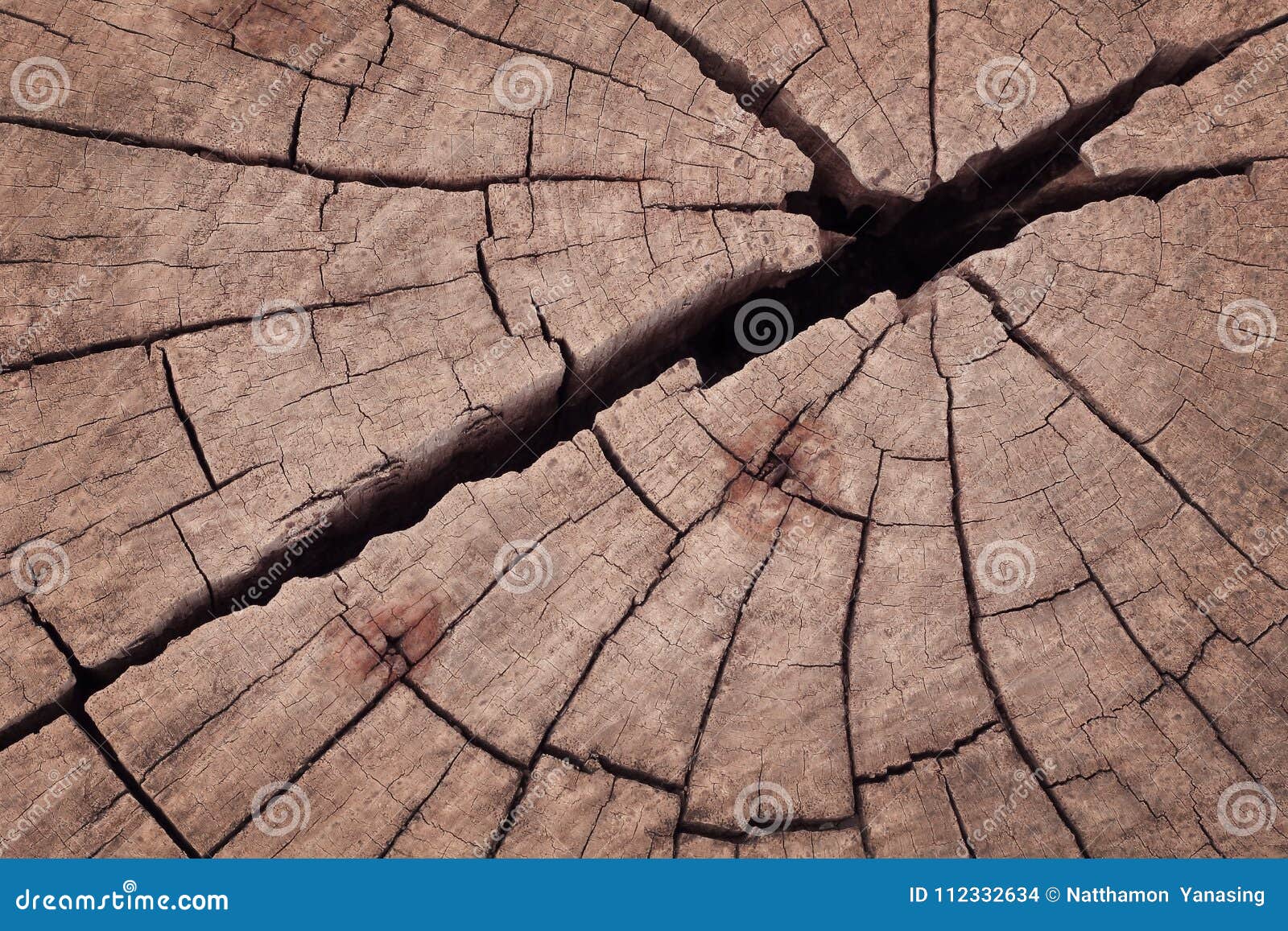 Wood Stump Texture Background Stock Photo - Image of nature, decor ...