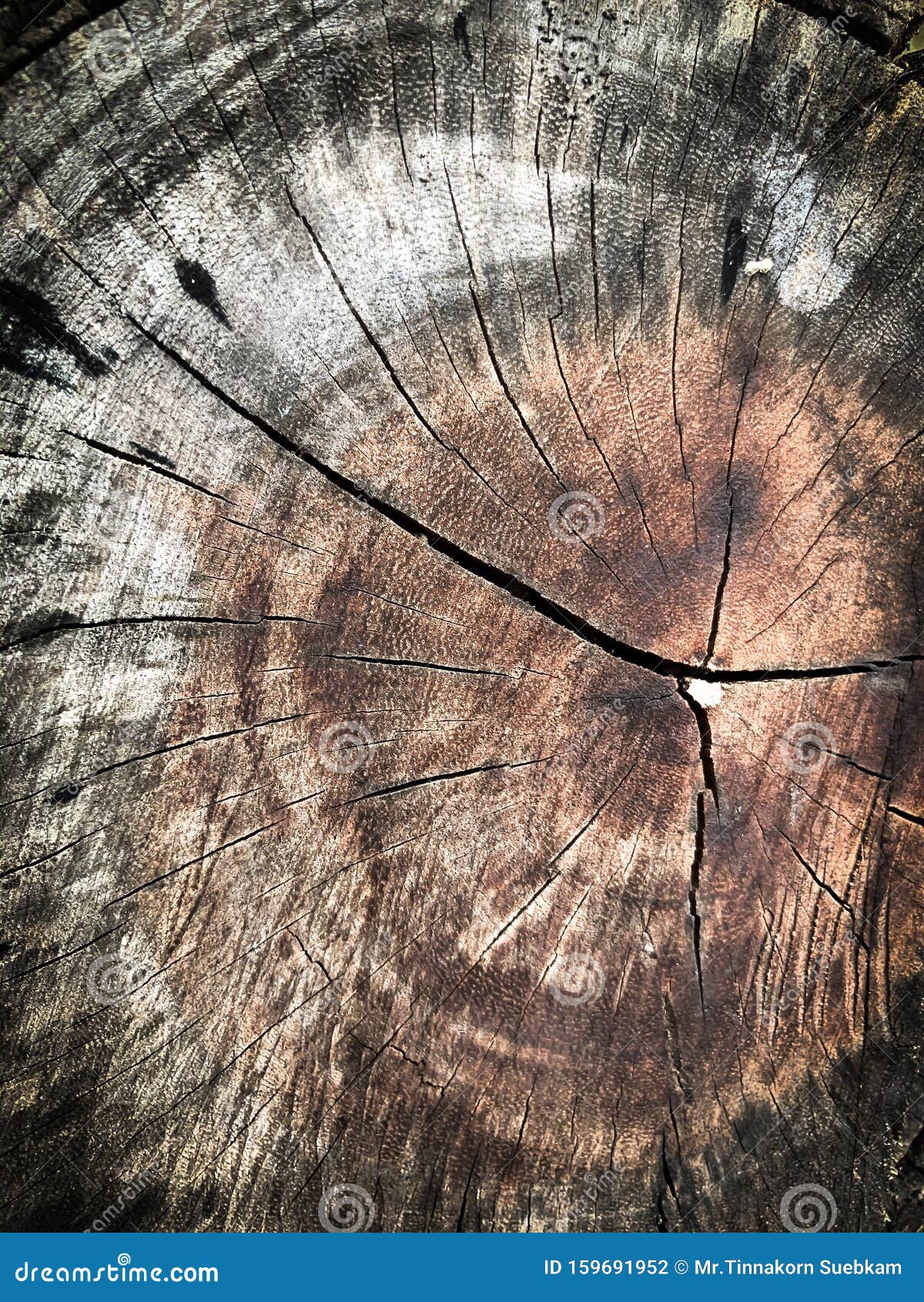 Wood Stump Texture Background Stock Photo - Image of wood, texture ...