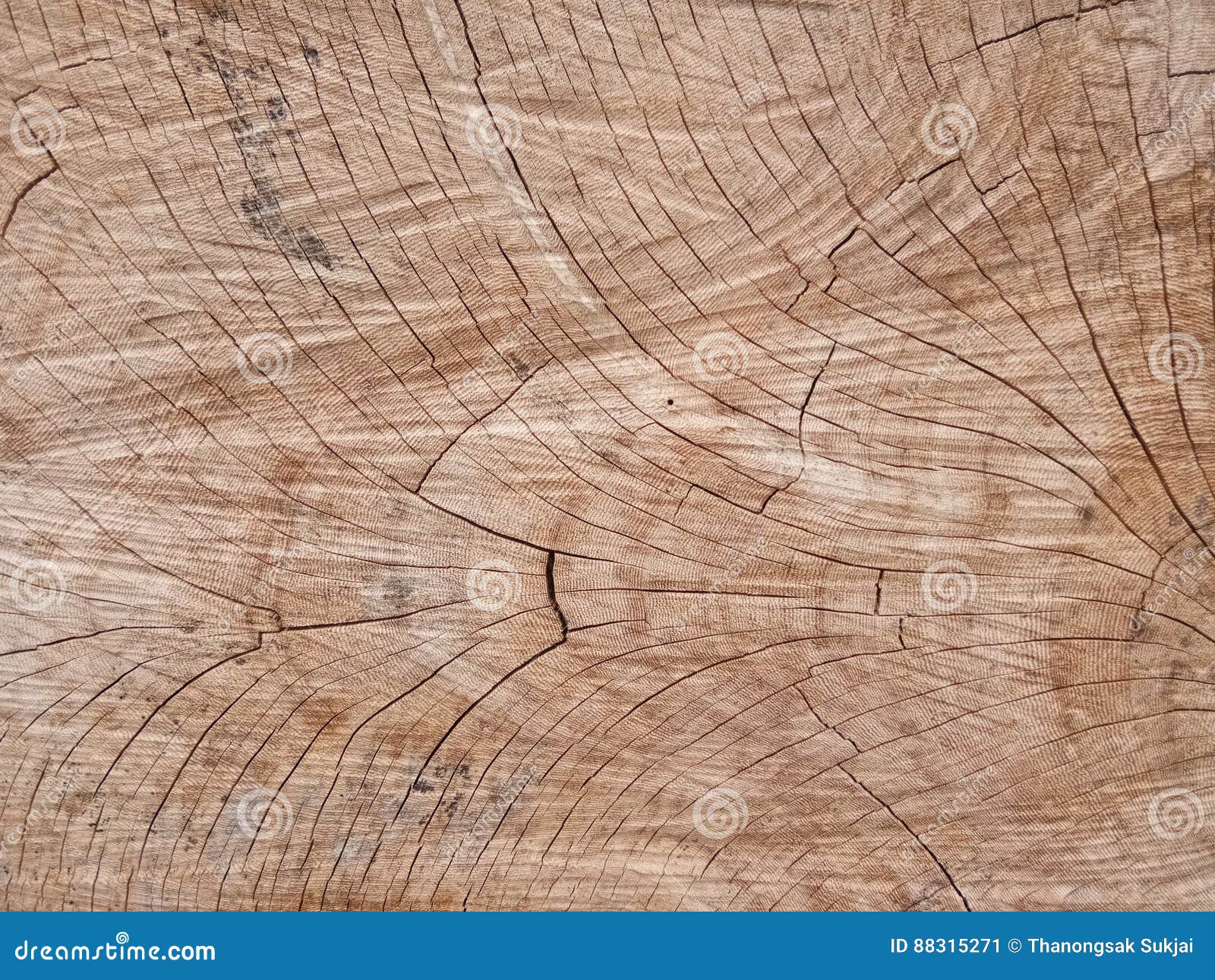 Wood stump texture stock image. Image of forest, wooden - 88315271