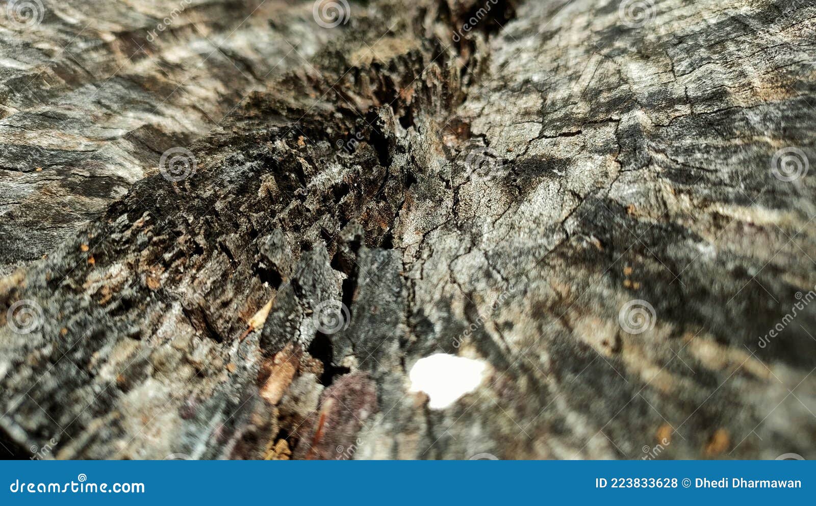 Wood stump texture stock photo. Image of leaf, texture - 223833628